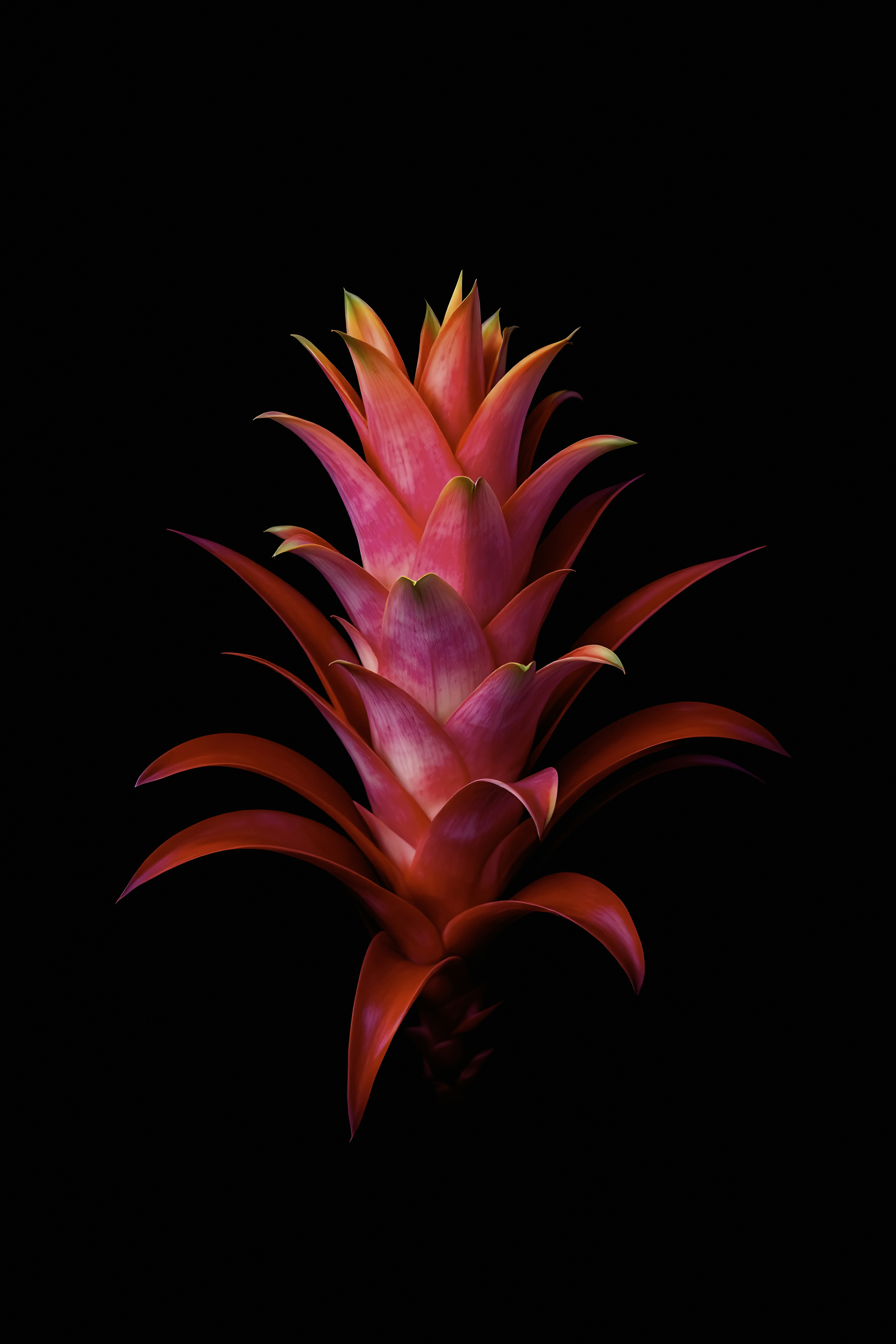 Vivid red and yellow pineapple blossom against a black background, showcasing intricate petal layers and fiery gradient colors.