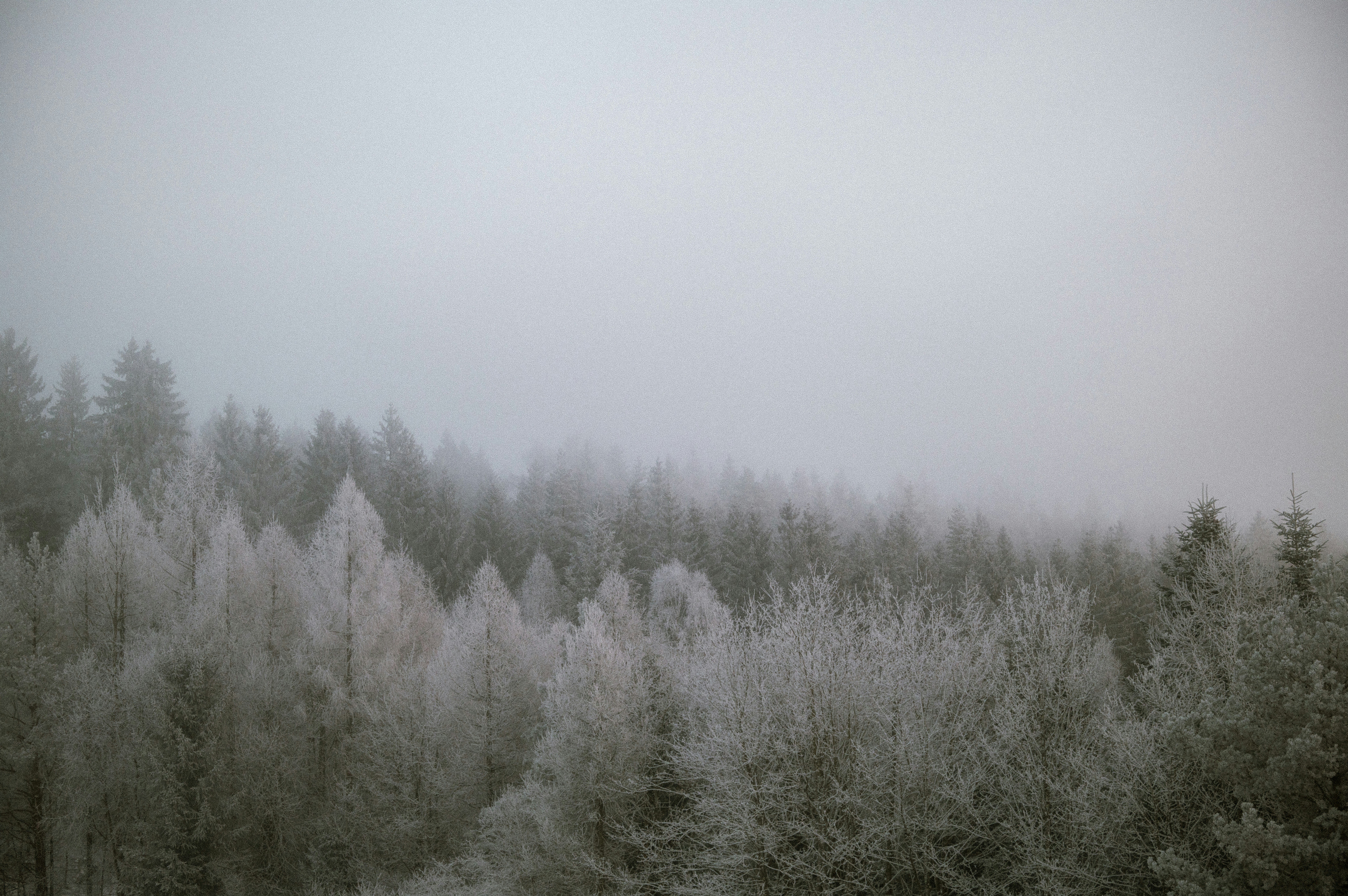 A black and white photo of a forestAdrian Infernus