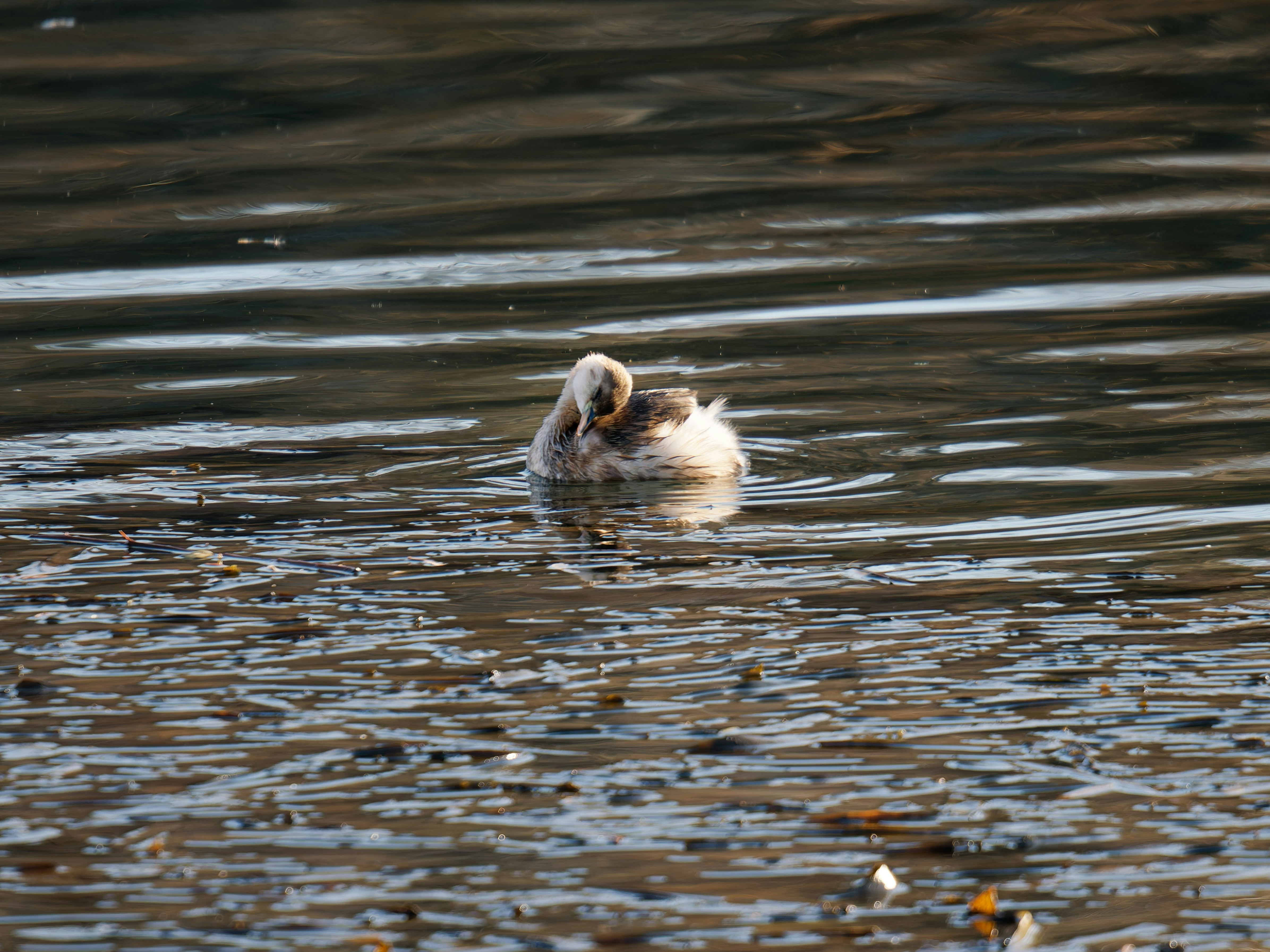 Photo by iuliu illes with OM System OM-1 Mark II