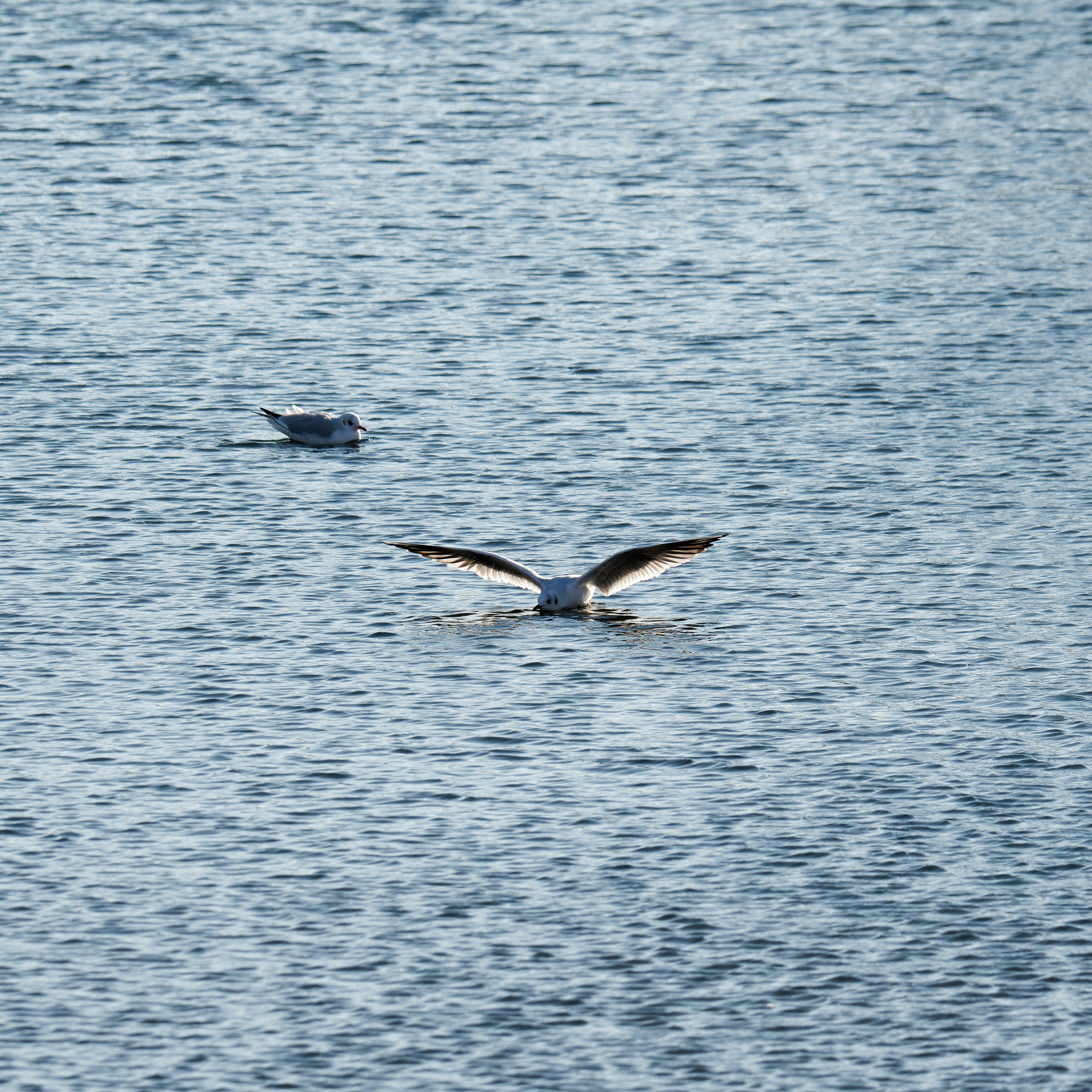 A bird gracefully landing on the water's surface, with another bird swimming nearby. The tranquil scene captures the harmony of nature.