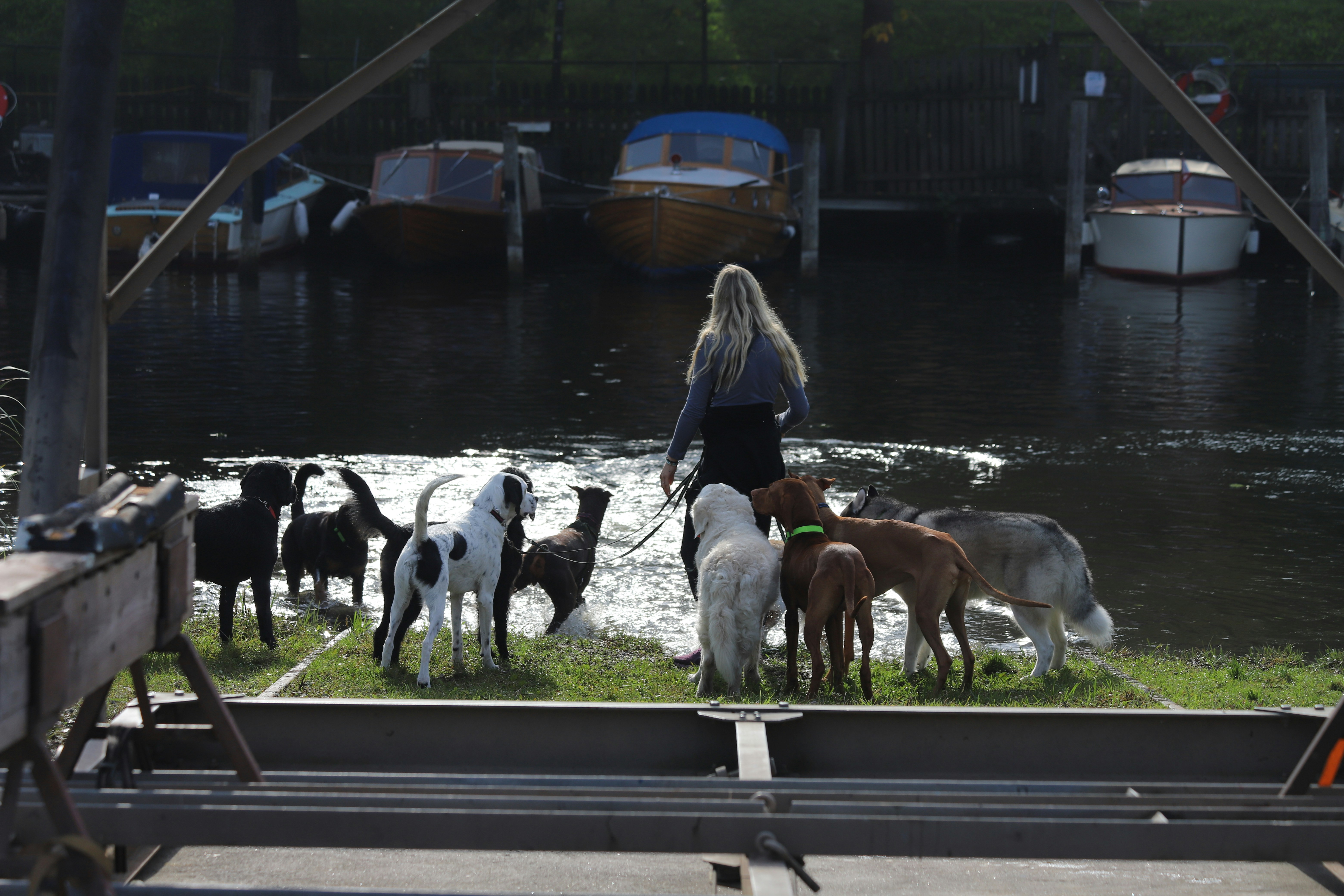 Dogs taking a bath | A woman riding on the back of a horse next to a bunch of dogs