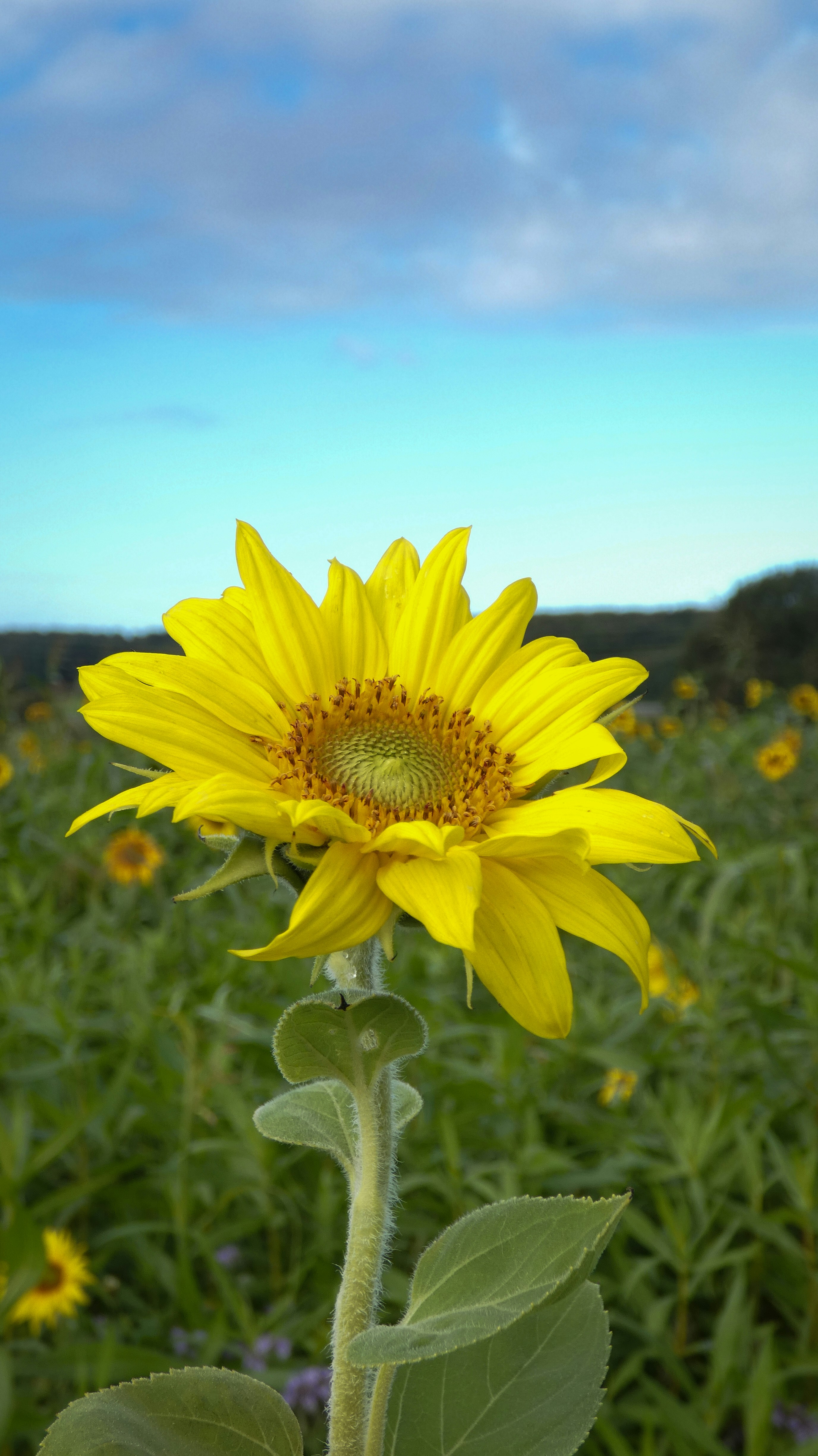 Golden Crown Against a Sky of Blue: A Sunflower Standout in a Field