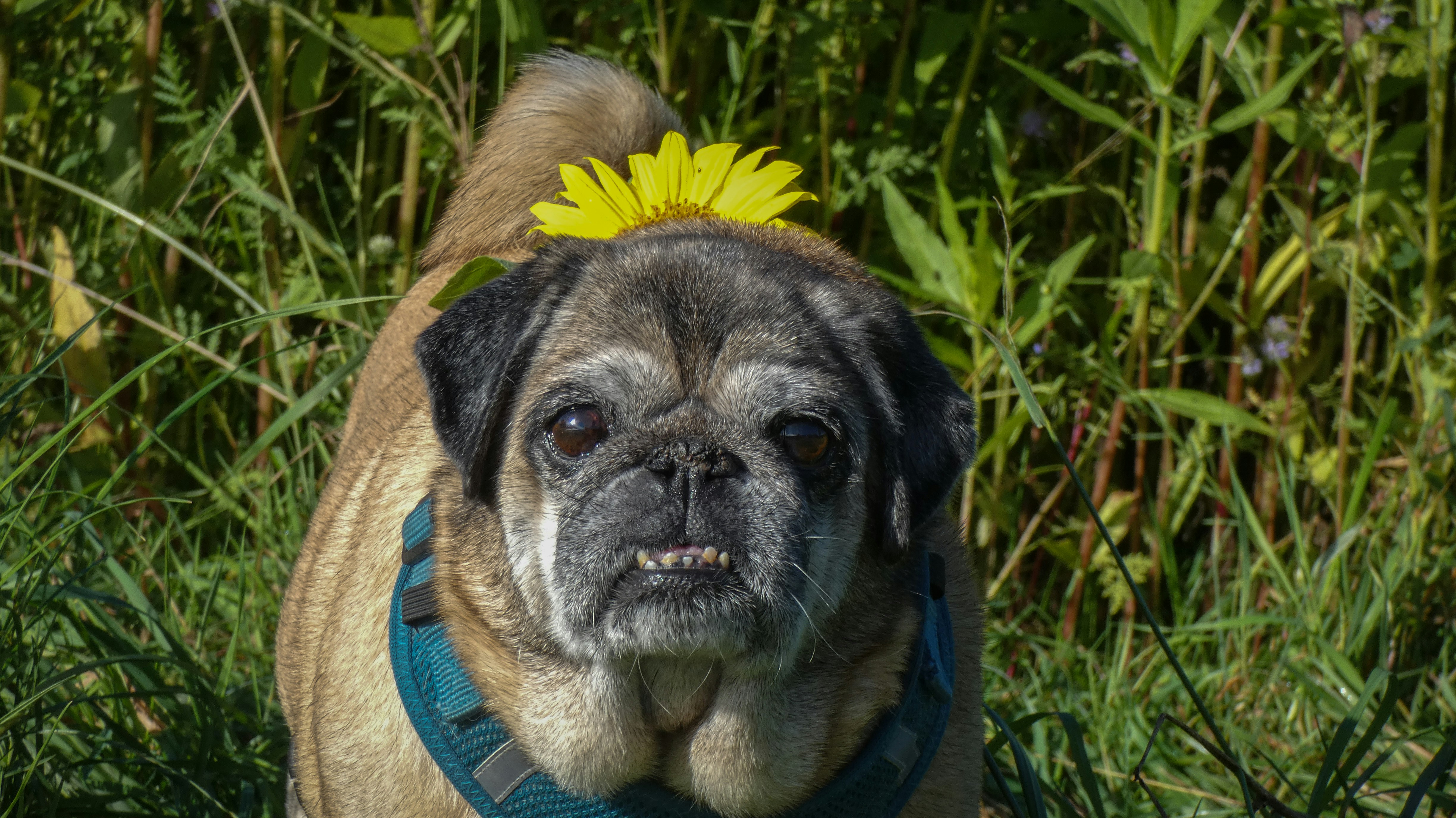 Sunny Crown: Pug in Grass with a Flower Crest