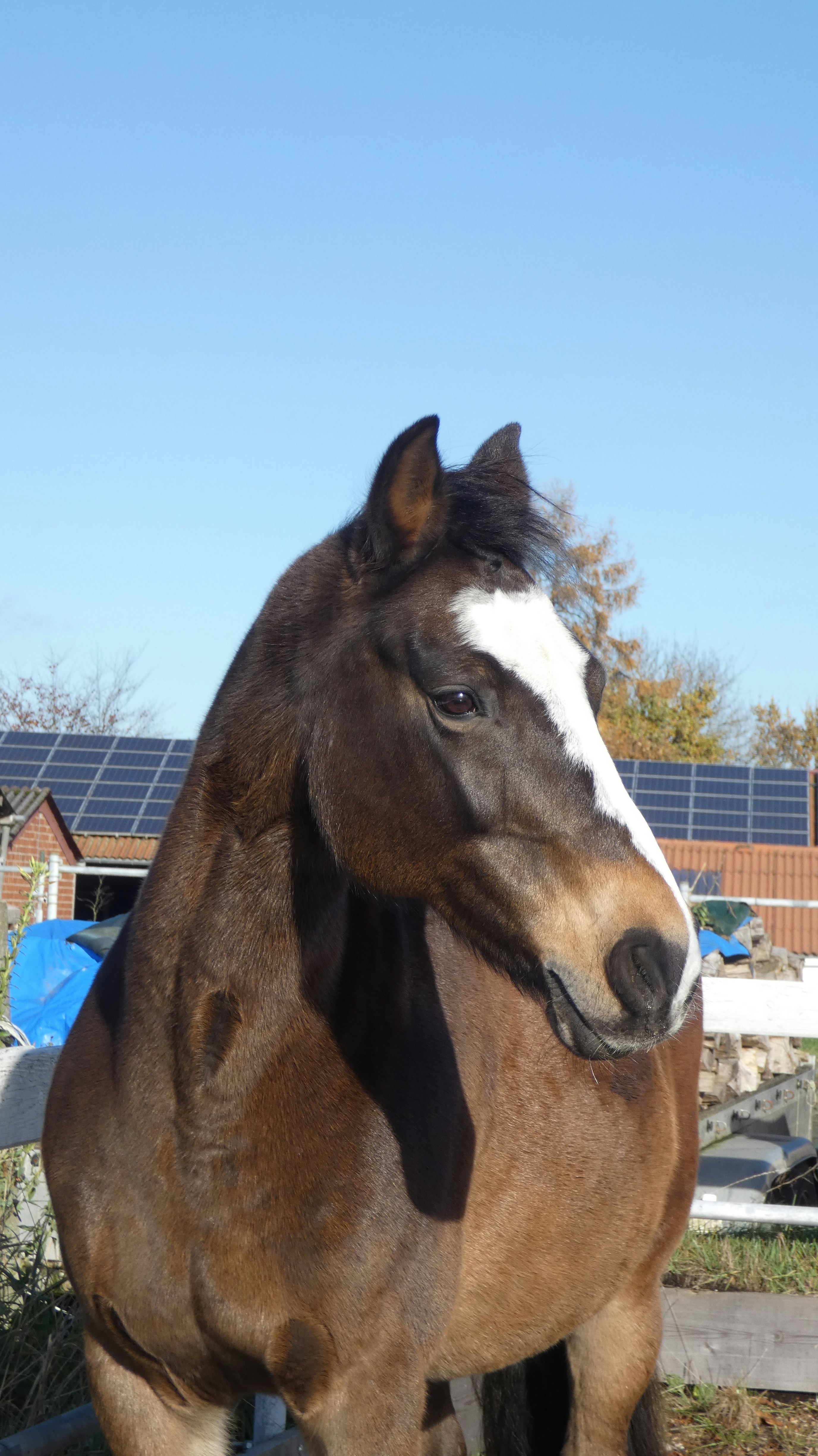 Equine Portrait Against a Solar-Powered Horizon