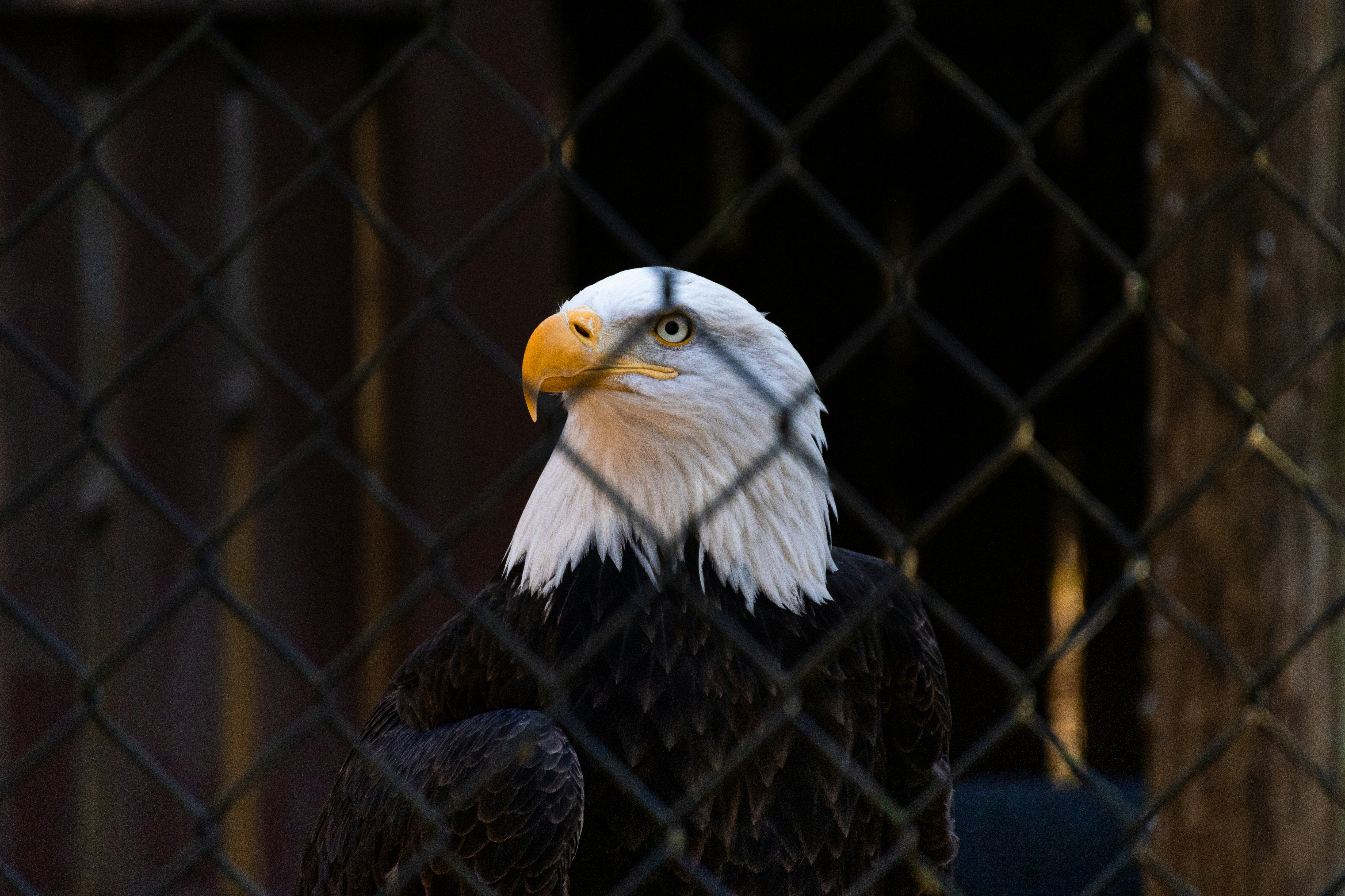 Caged Majesty: Close-Up Portrait of a Bald Eagle Behind Mesh
