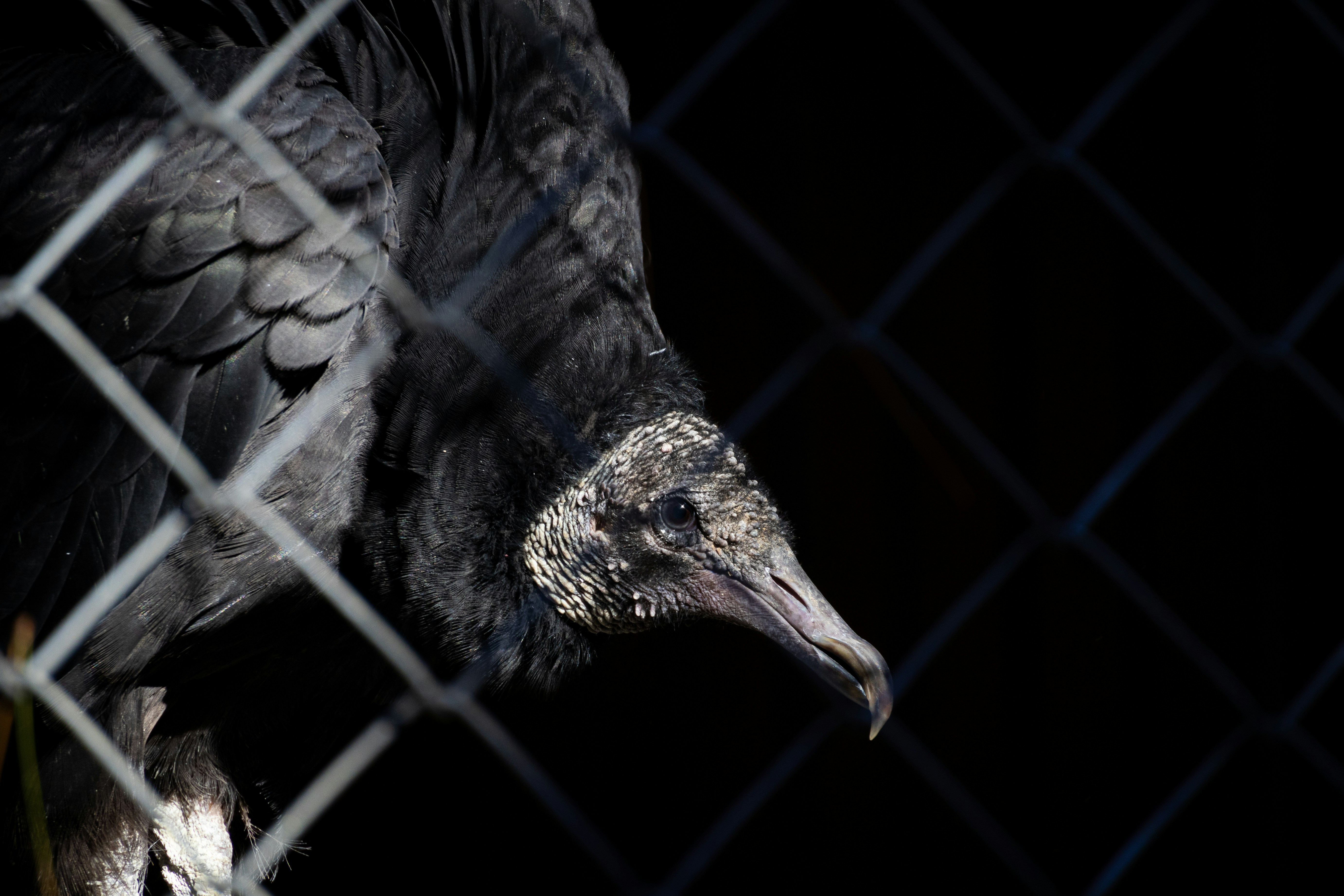 Vulture at the Mesh: A Quiet Gaze Beyond the Fence