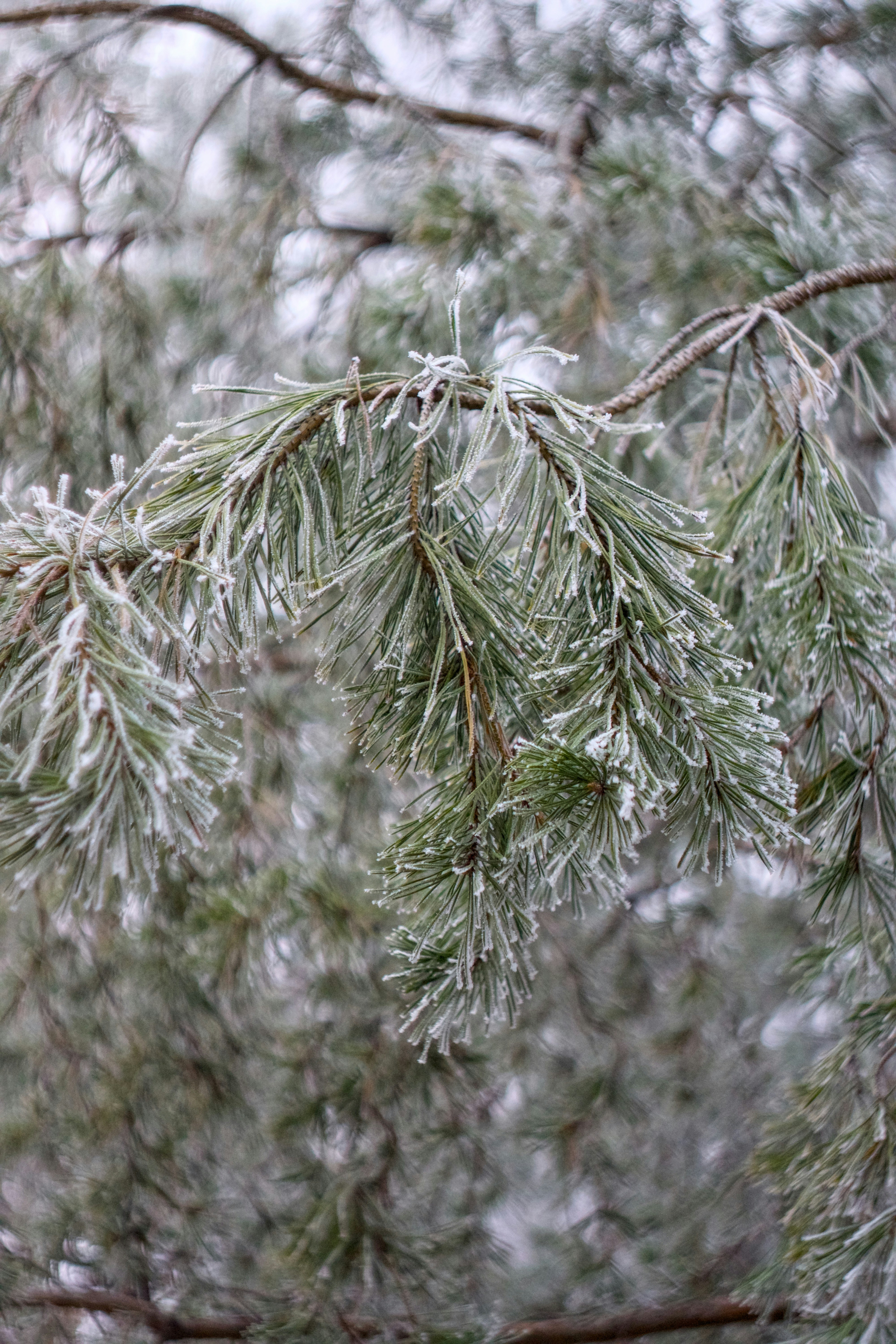 Frosted Pine Fronds: Close-Up of Winter Needle detail