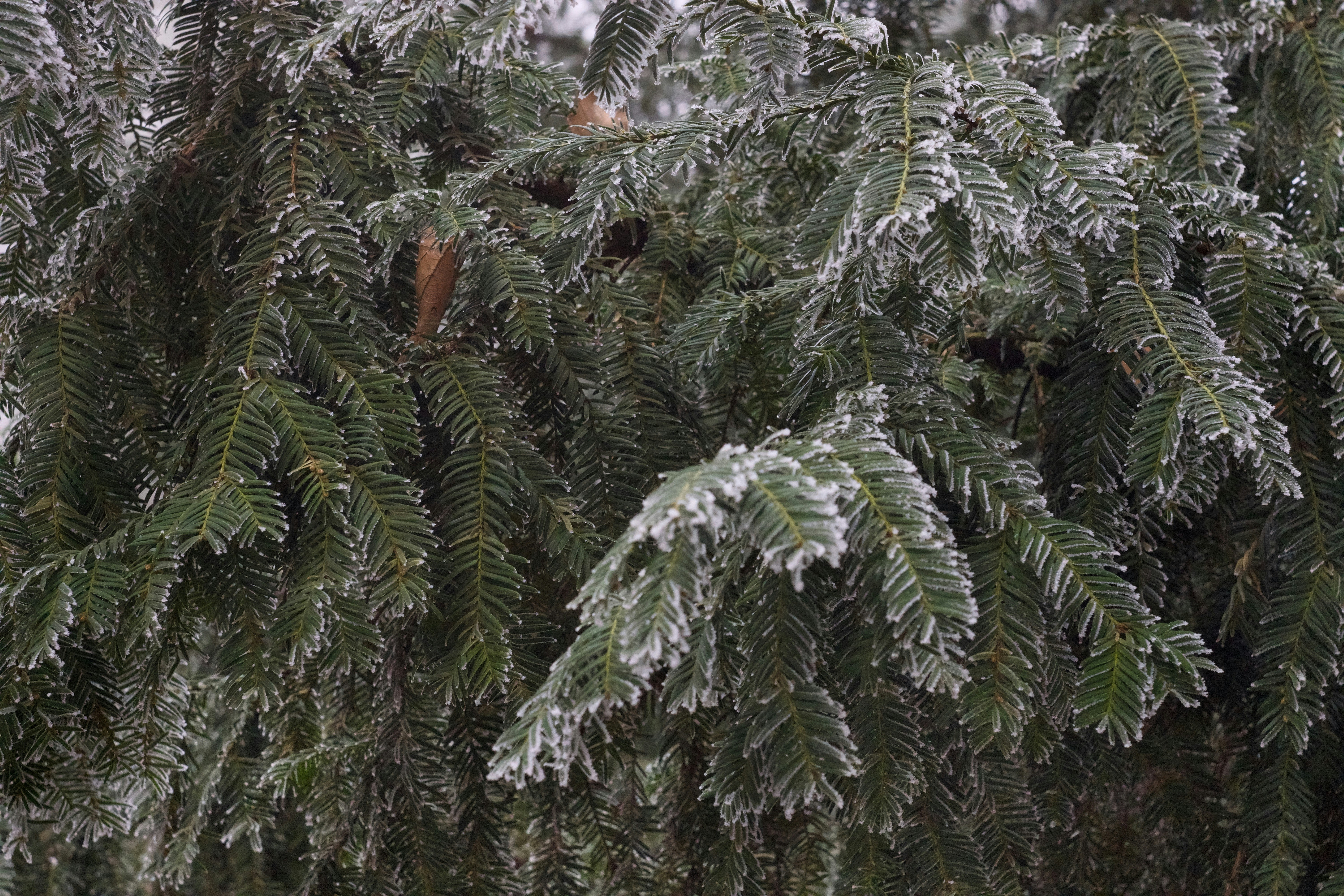 Frost-Kissed Conifer: Close-Up of Winter Needle Texture