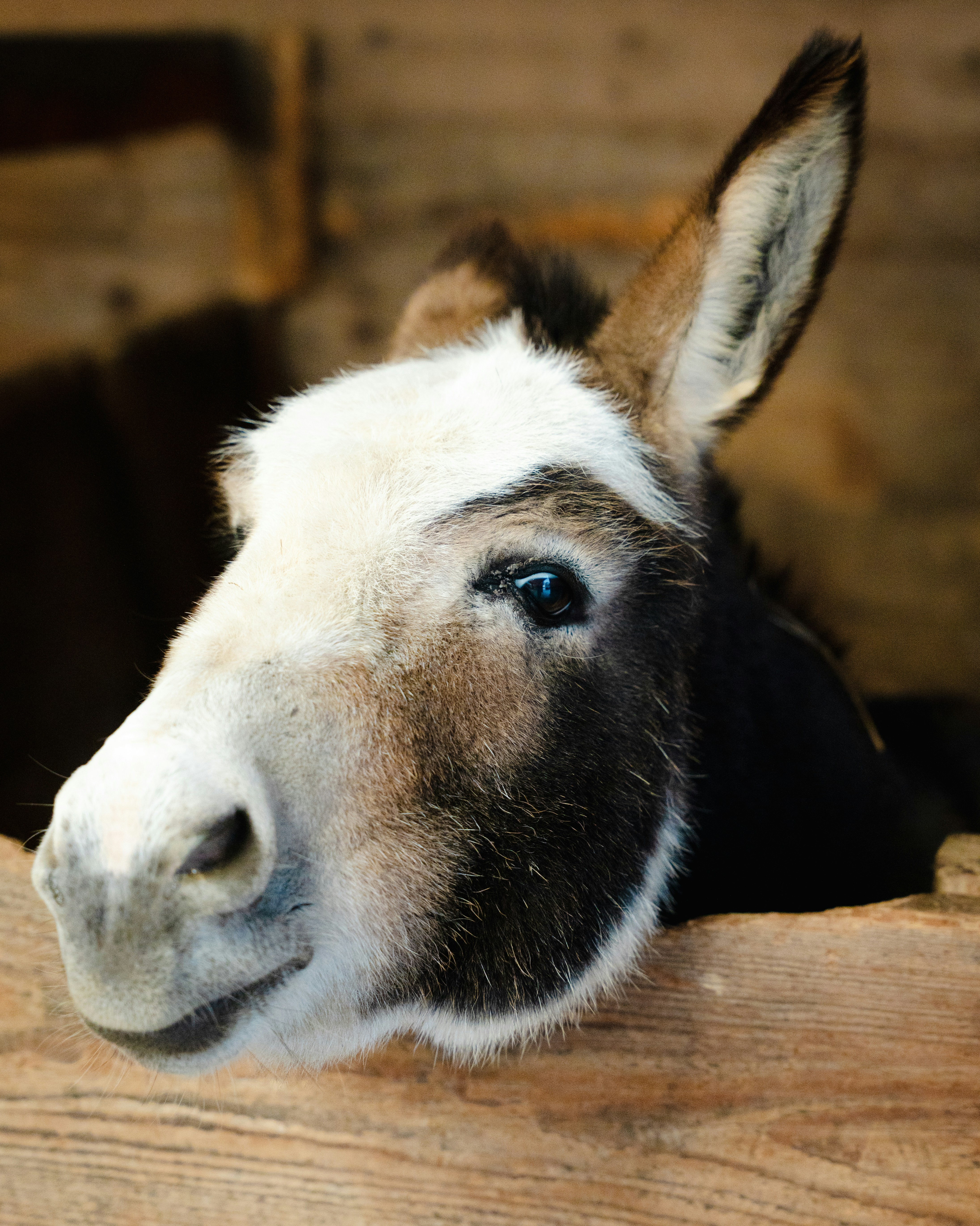 A close up of a donkey looking over a fence photo – Free Animal Image ...