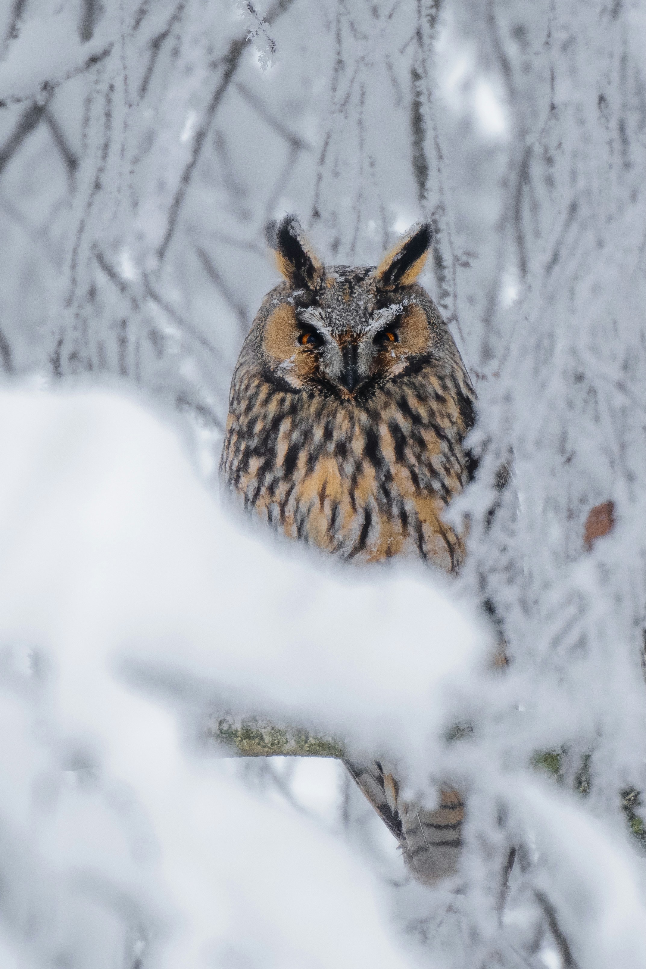 Snowbound Watch: A Long-eared Owl Stares Through Frost-Dusted Branches