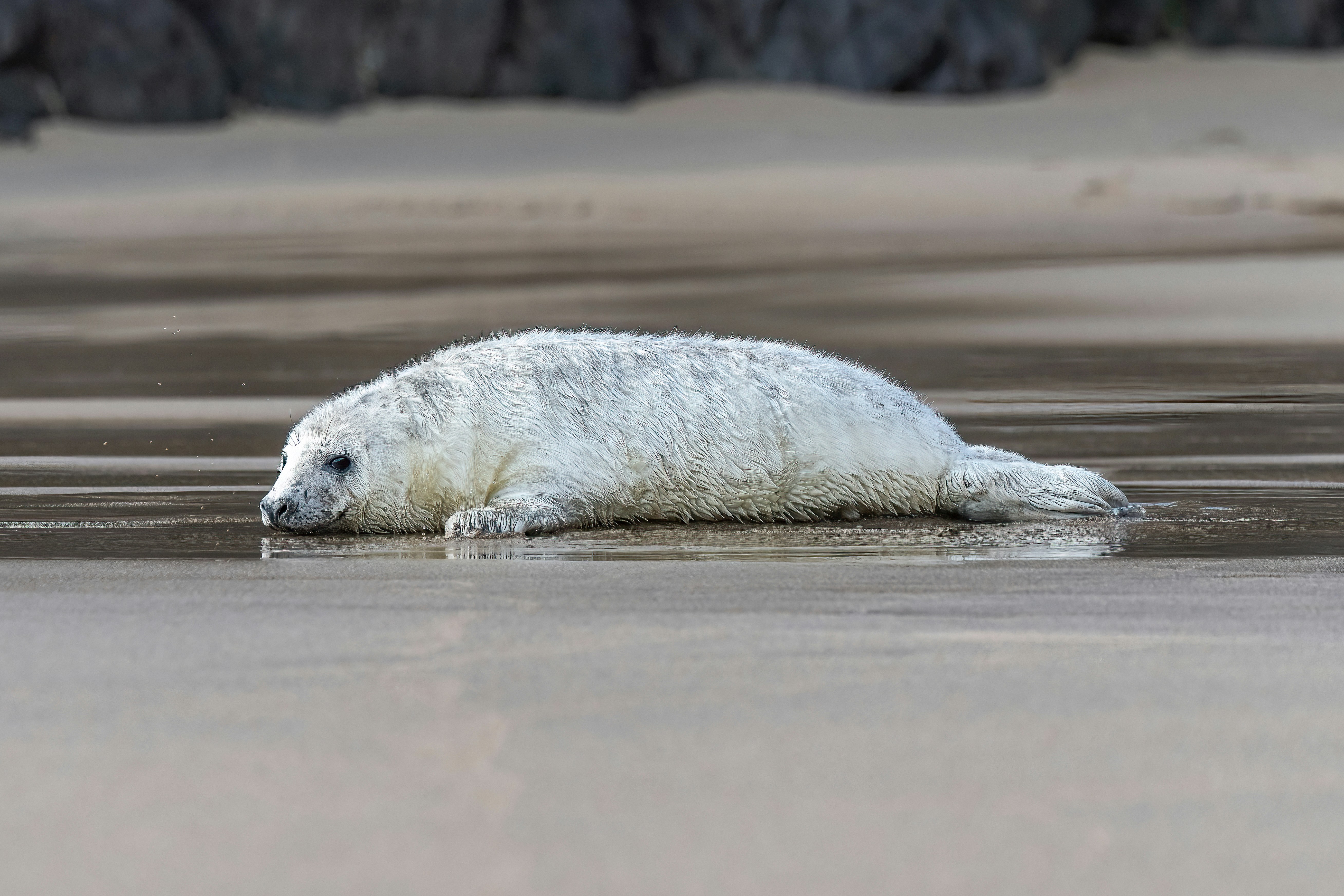 Junge Robe am Strand von Irland | A white polar bear laying on top of a sandy beach
