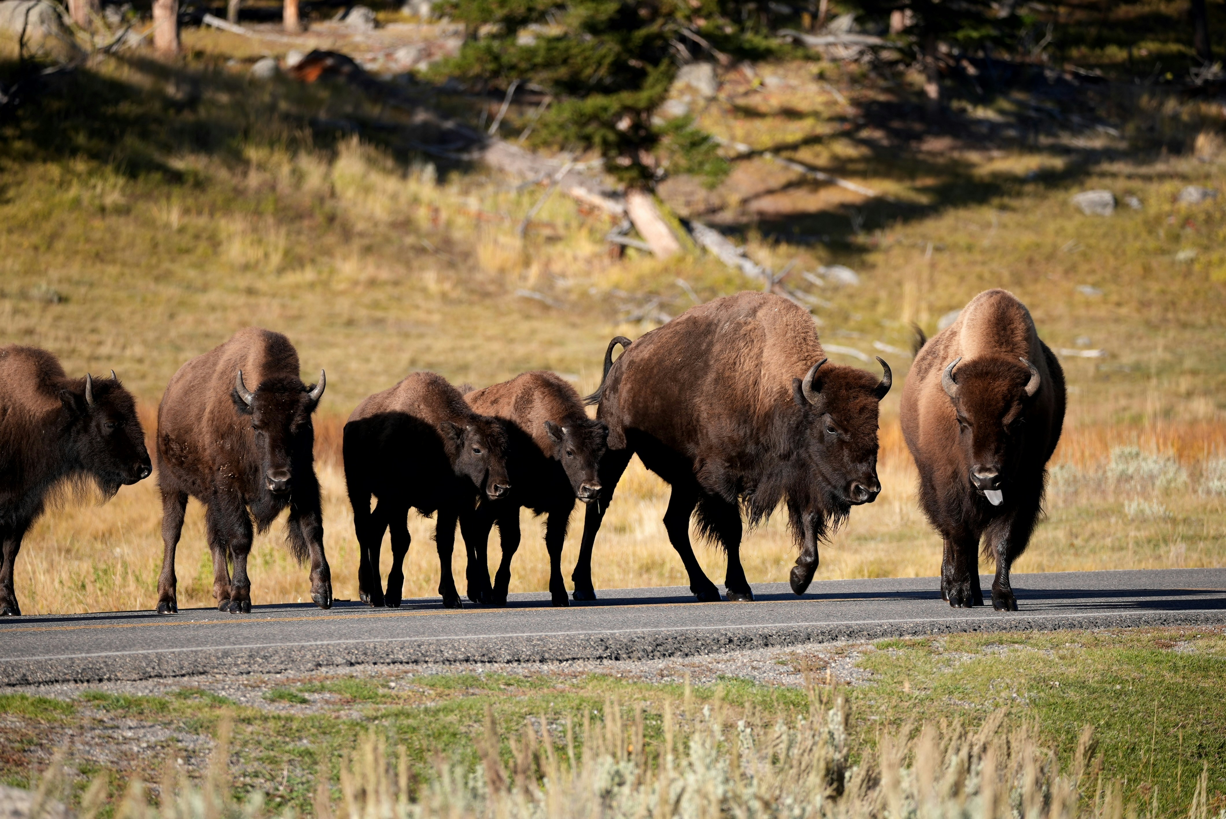 A herd of bison walking down a road photo – Free Animal Image on Unsplash