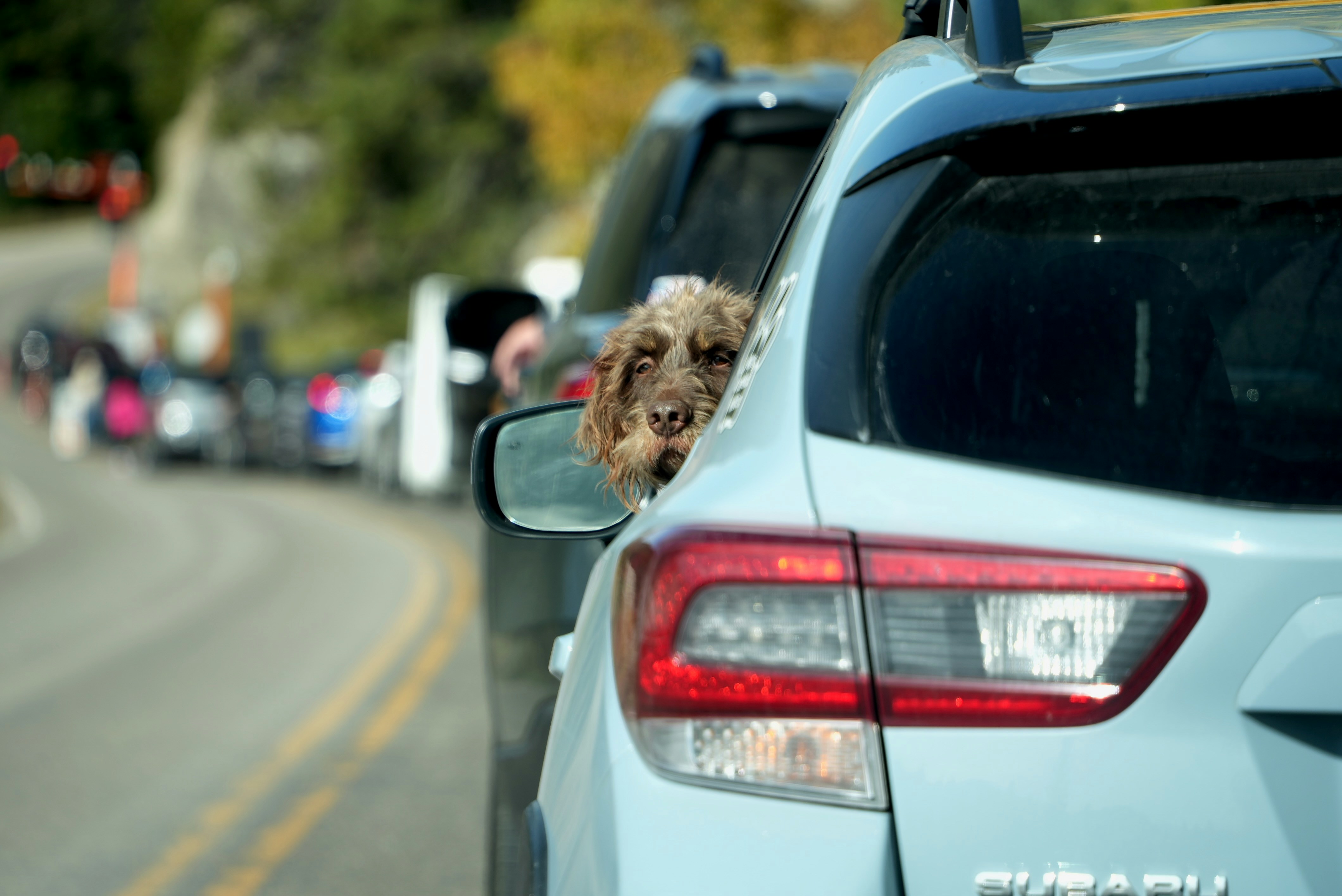 Shaggy terrier peeks from the passenger-side window of a blue Subaru as cars line the sunlit street. Shallow depth of field keeps the dog crisp while the background blur suggests moving traffic.