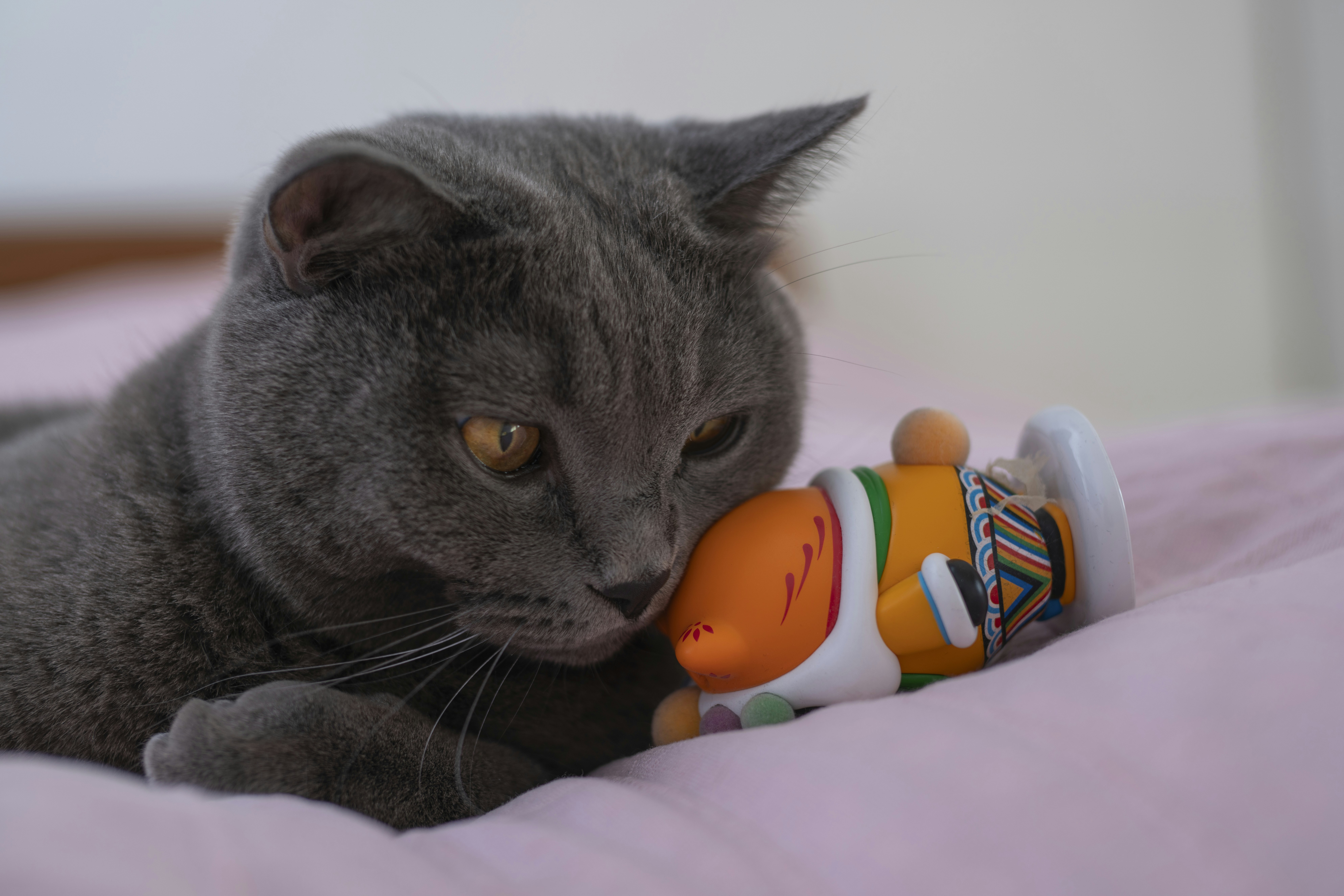 Curious Gray Cat Meets a Toy Commander