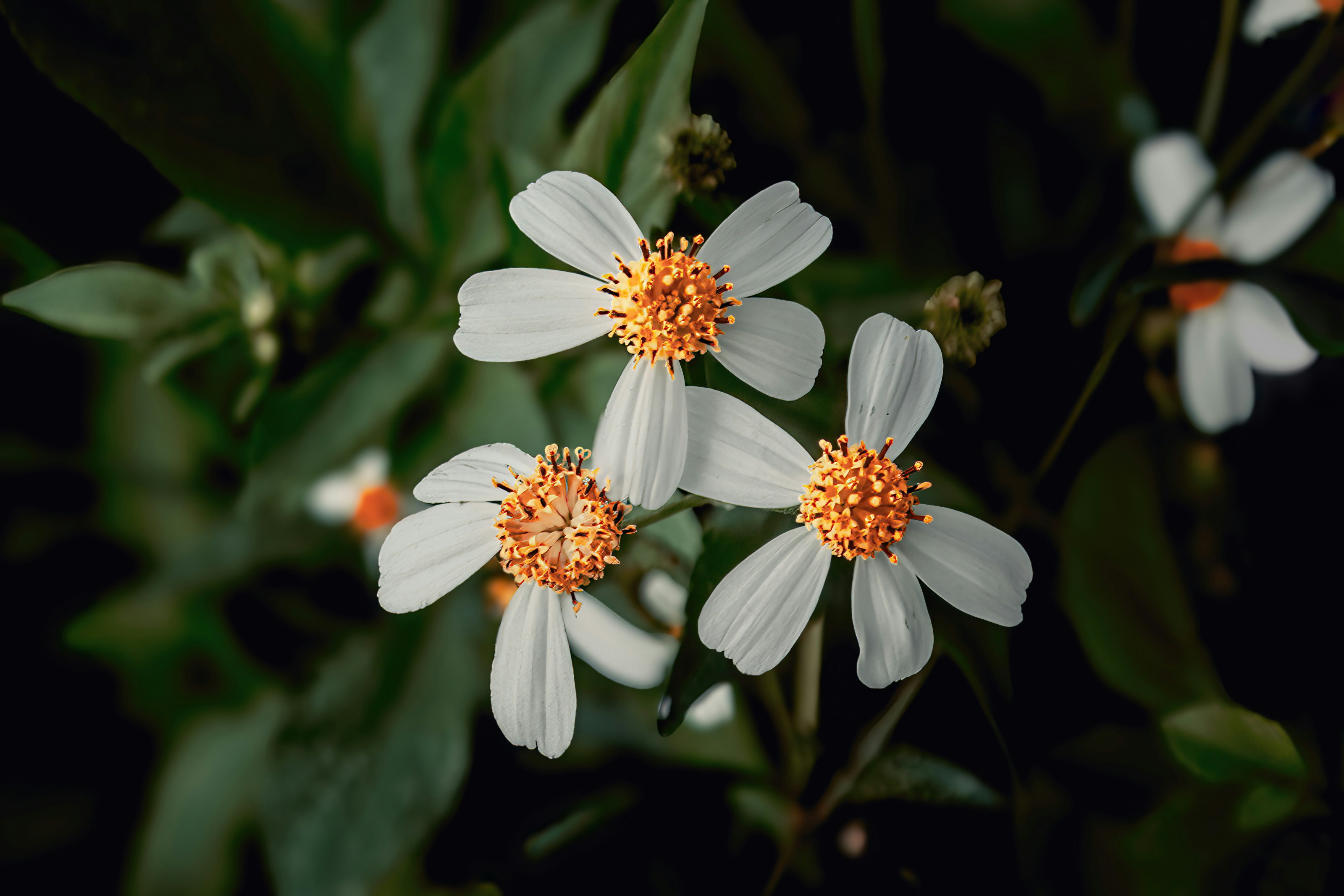 Three White-Orange-Ccented Daisies in Focus Against a Dark Foliage Backdrop