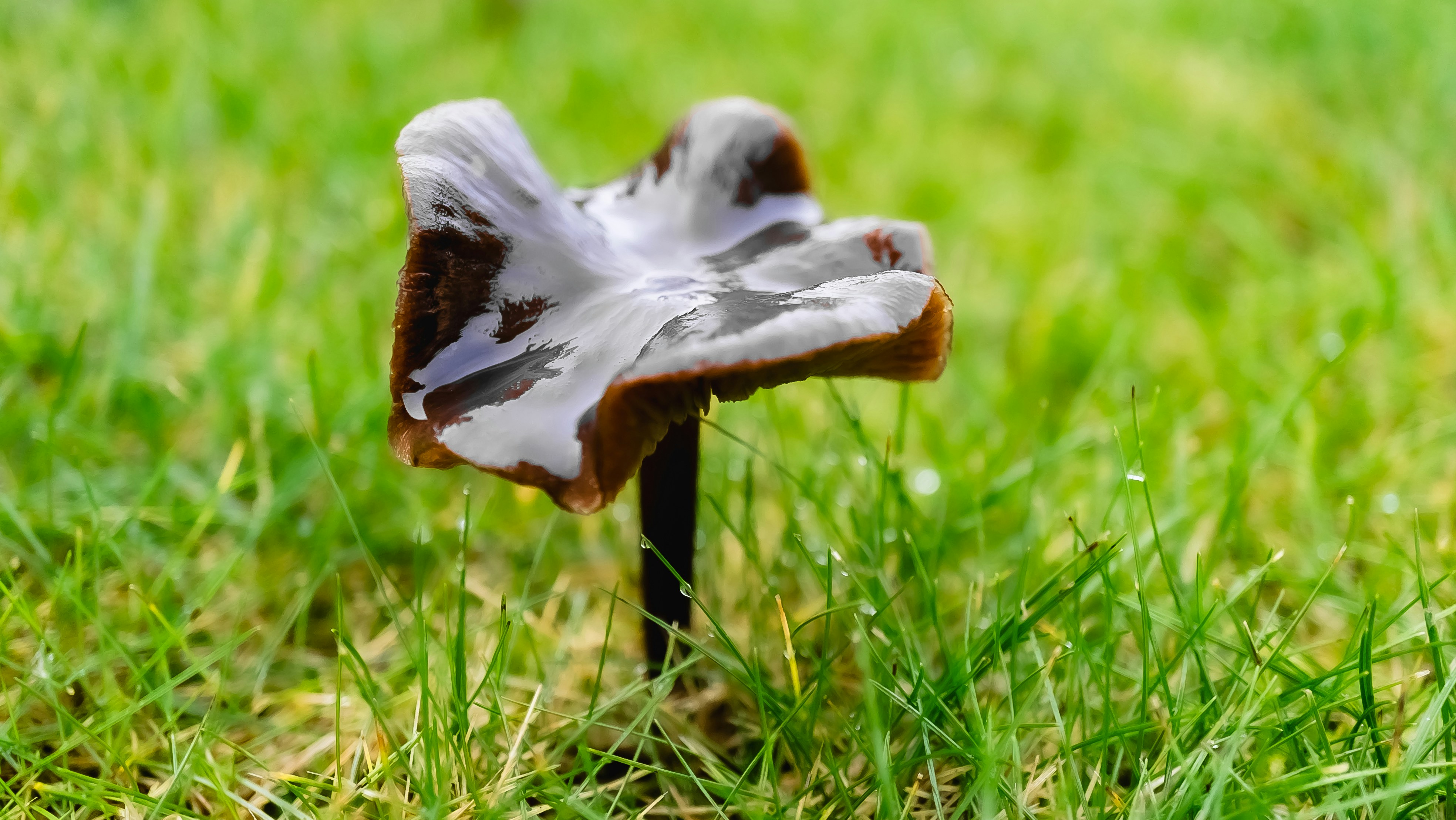 Solitary dark-topped mushroom rising from a sunlit lawn