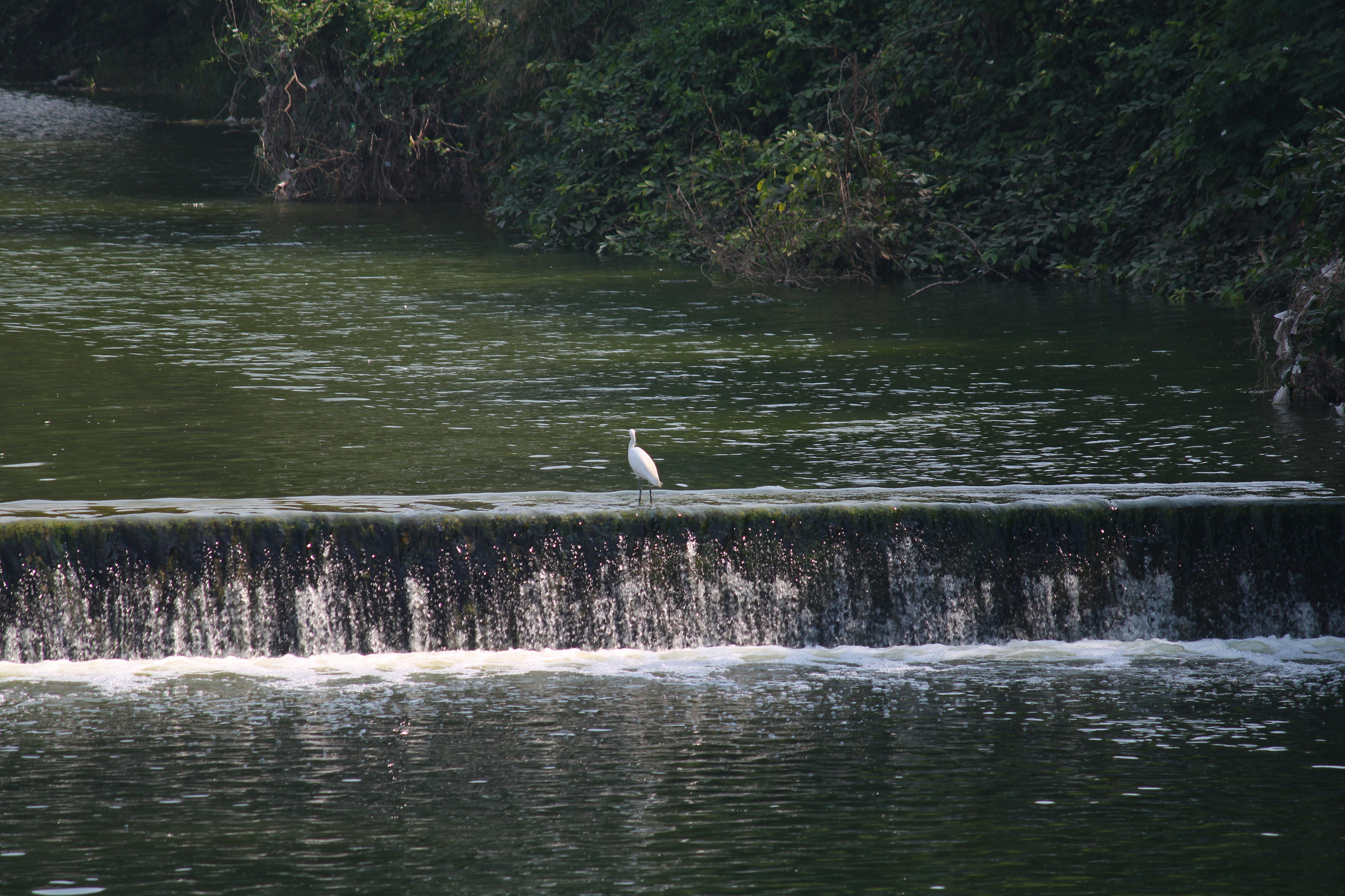 A bird is sitting on the edge of a waterfall photo – Free Outdoors ...