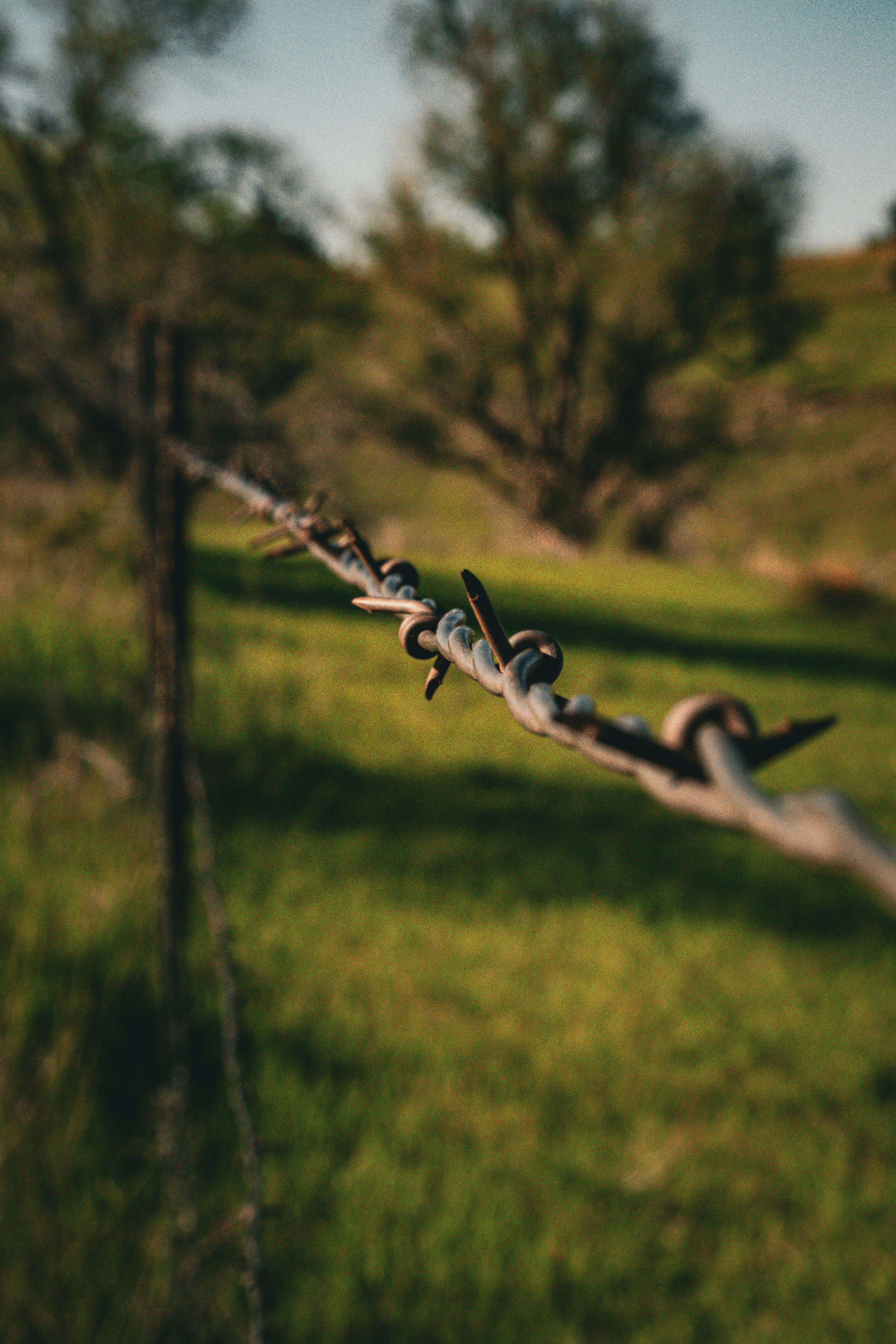 Barbed Wire Reaches for a Quiet Green Horizon