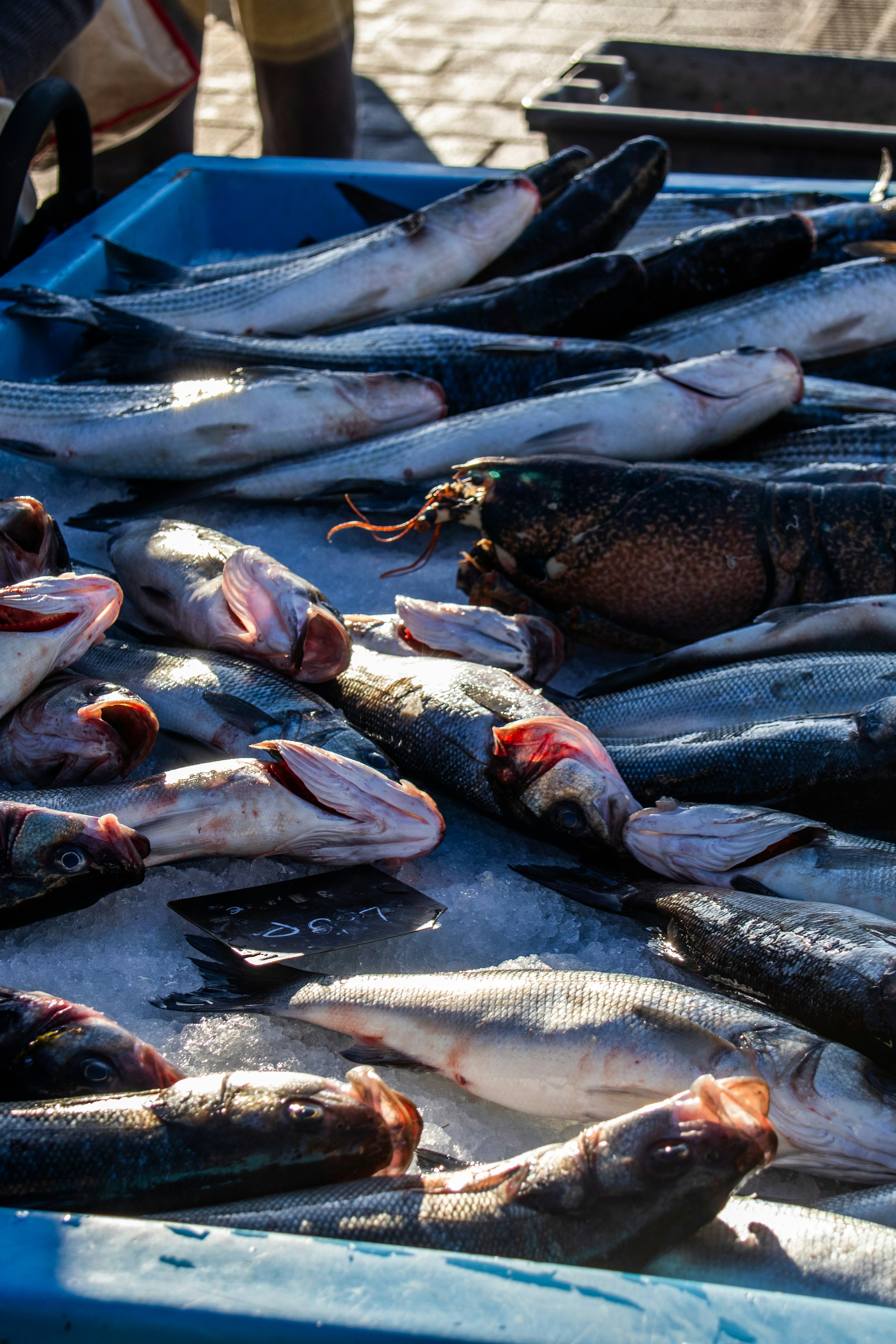 A bunch of fish that are on a table photo – Free Animal Image on Unsplash