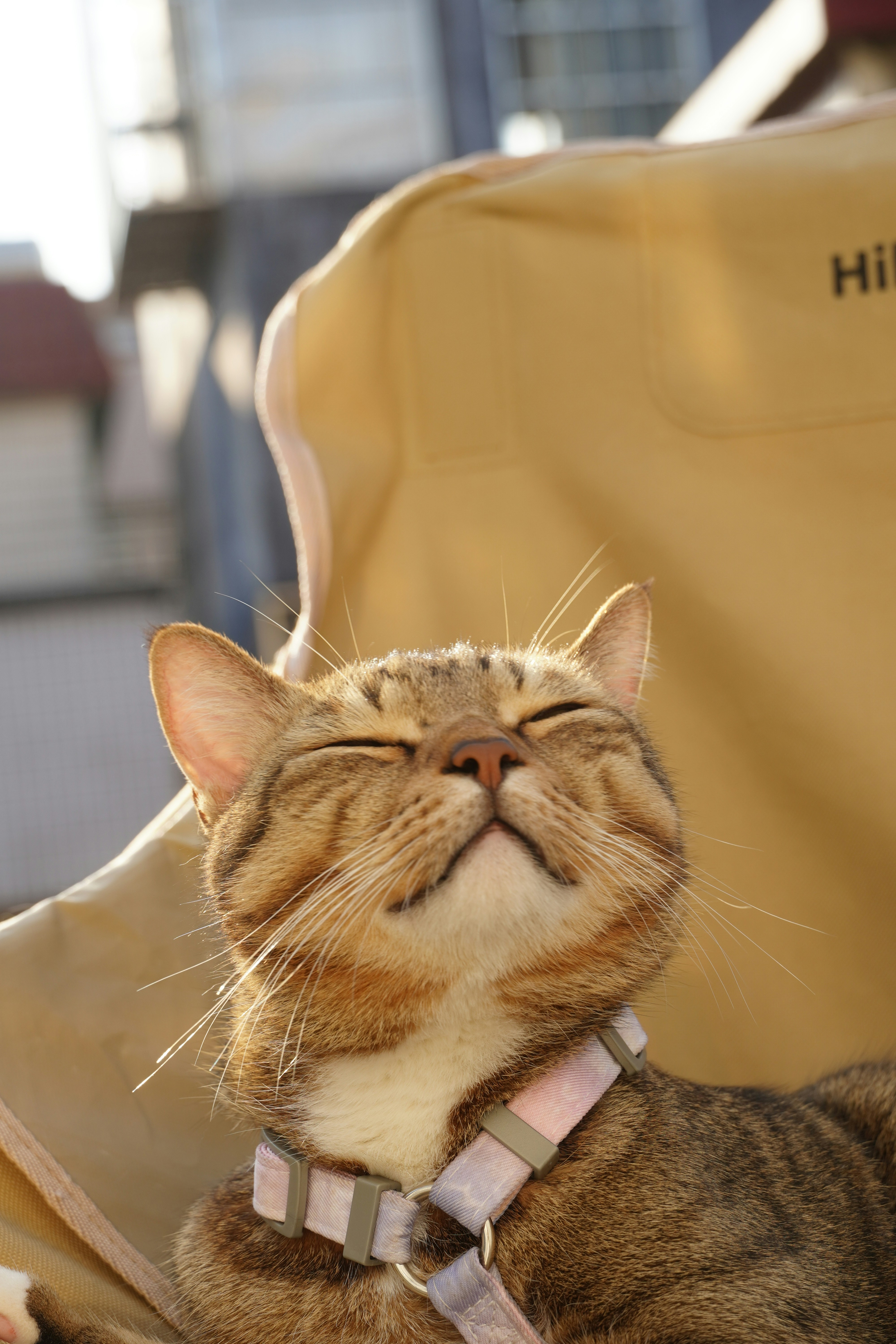 Sunlit Purr: A Content Cat Reposes in a Warm Chair
