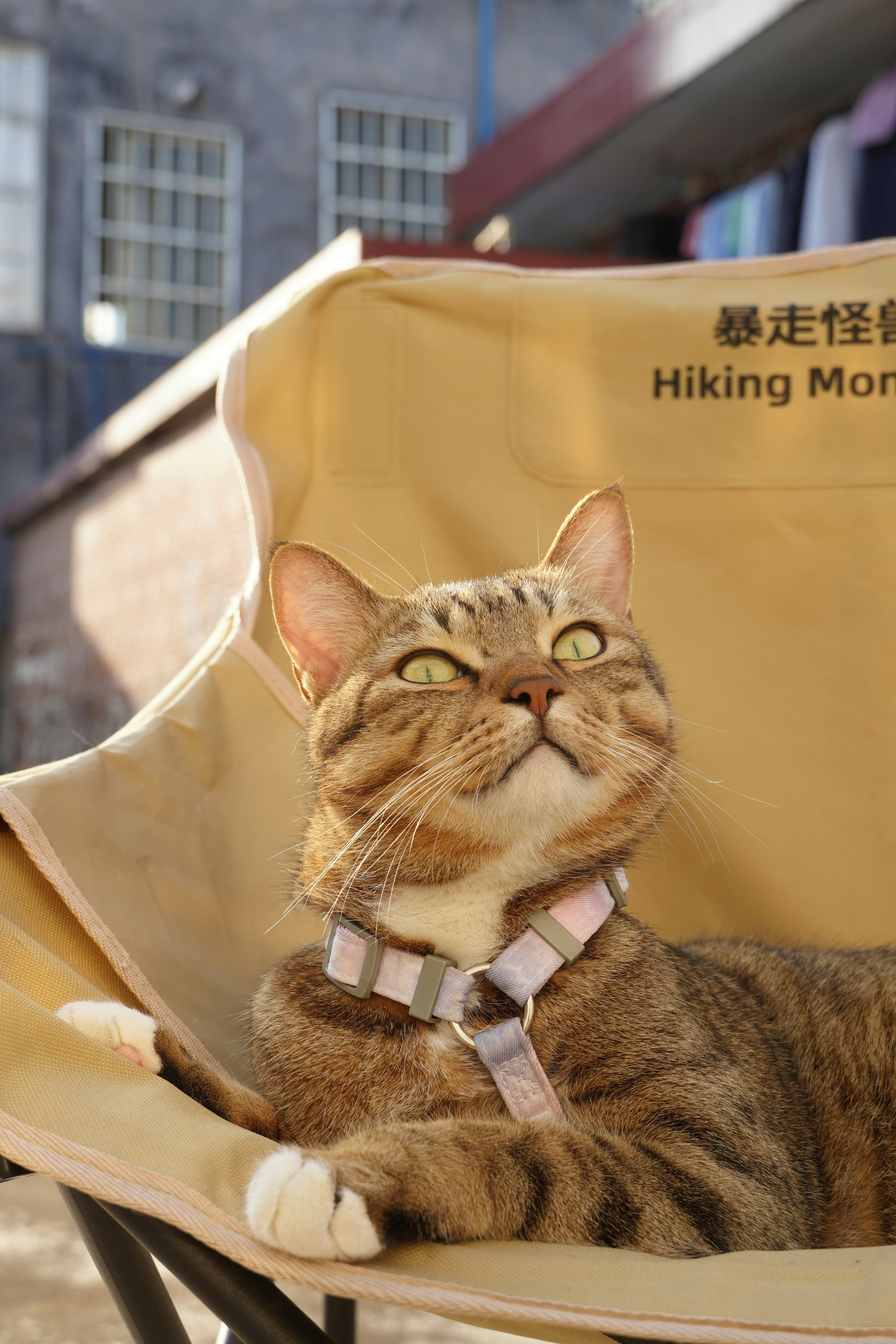 A cat sitting in a folding chair with its eyes closed photo – Free ...