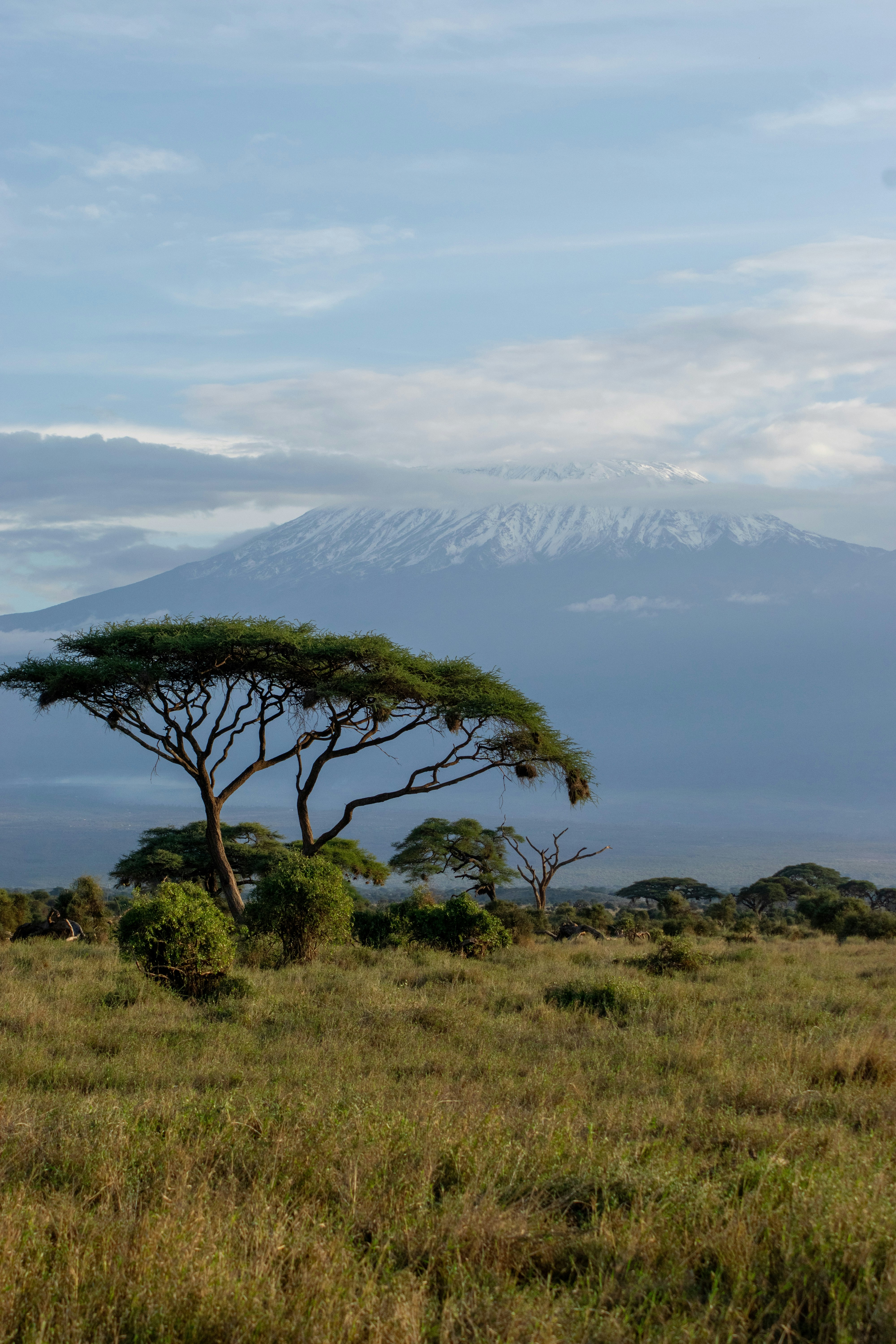 How Long Does It Take To Plan A Kilimanjaro Expedition | Lappet Faced ...