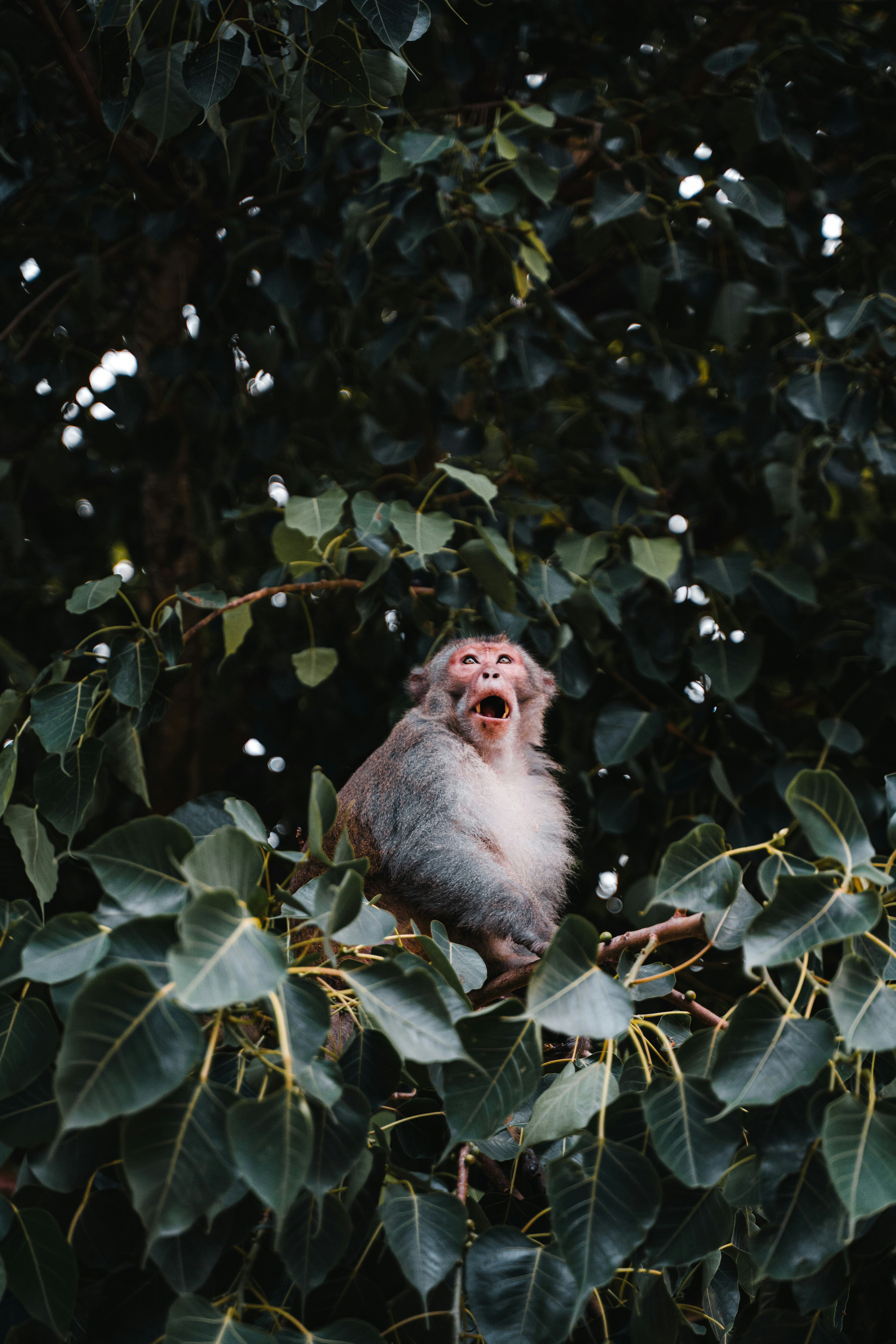 Call from the Canopy: A macaque's startled yelp among shadowed leaves