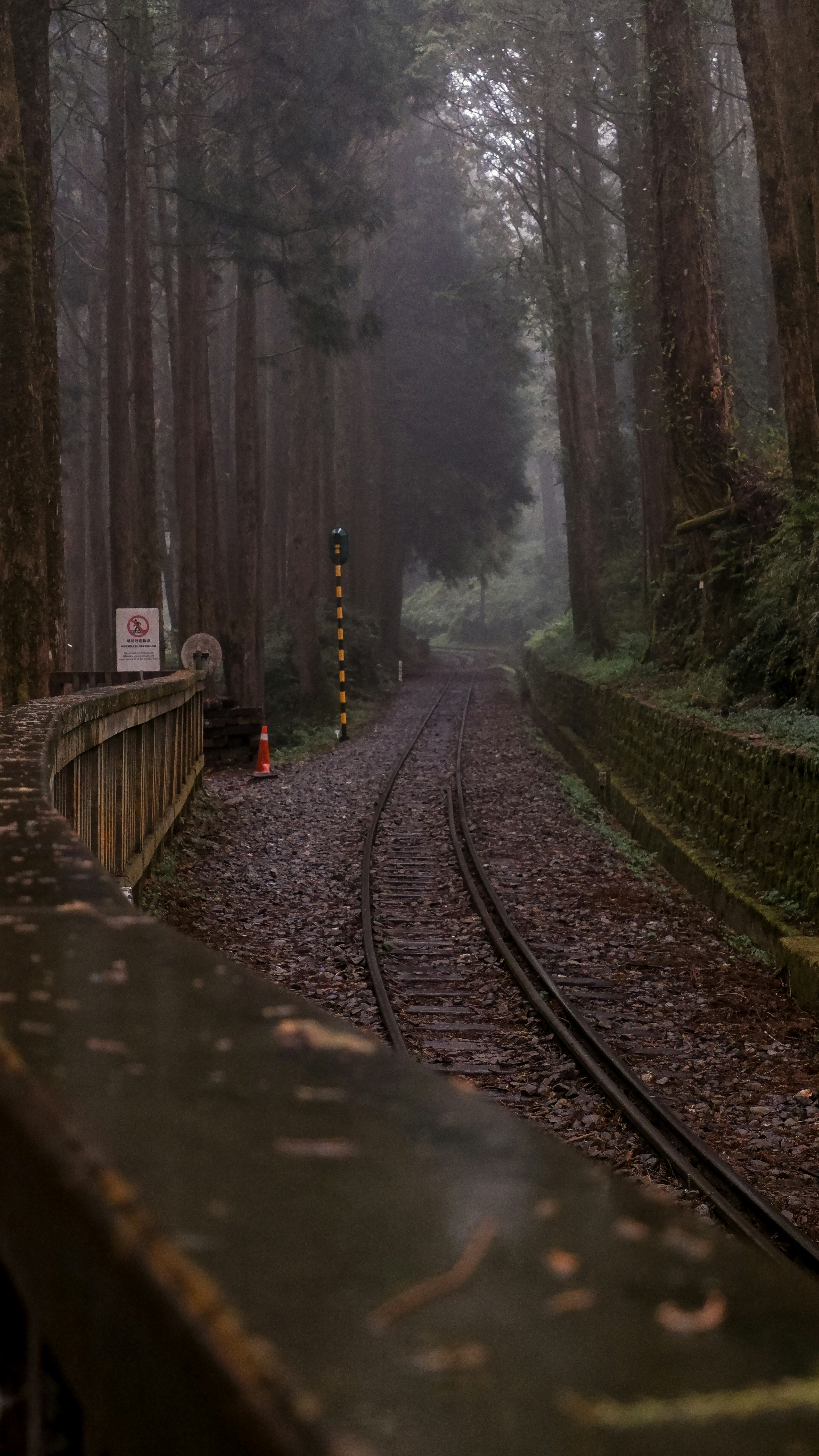 Silent Rails Through Misty Forest Dawn