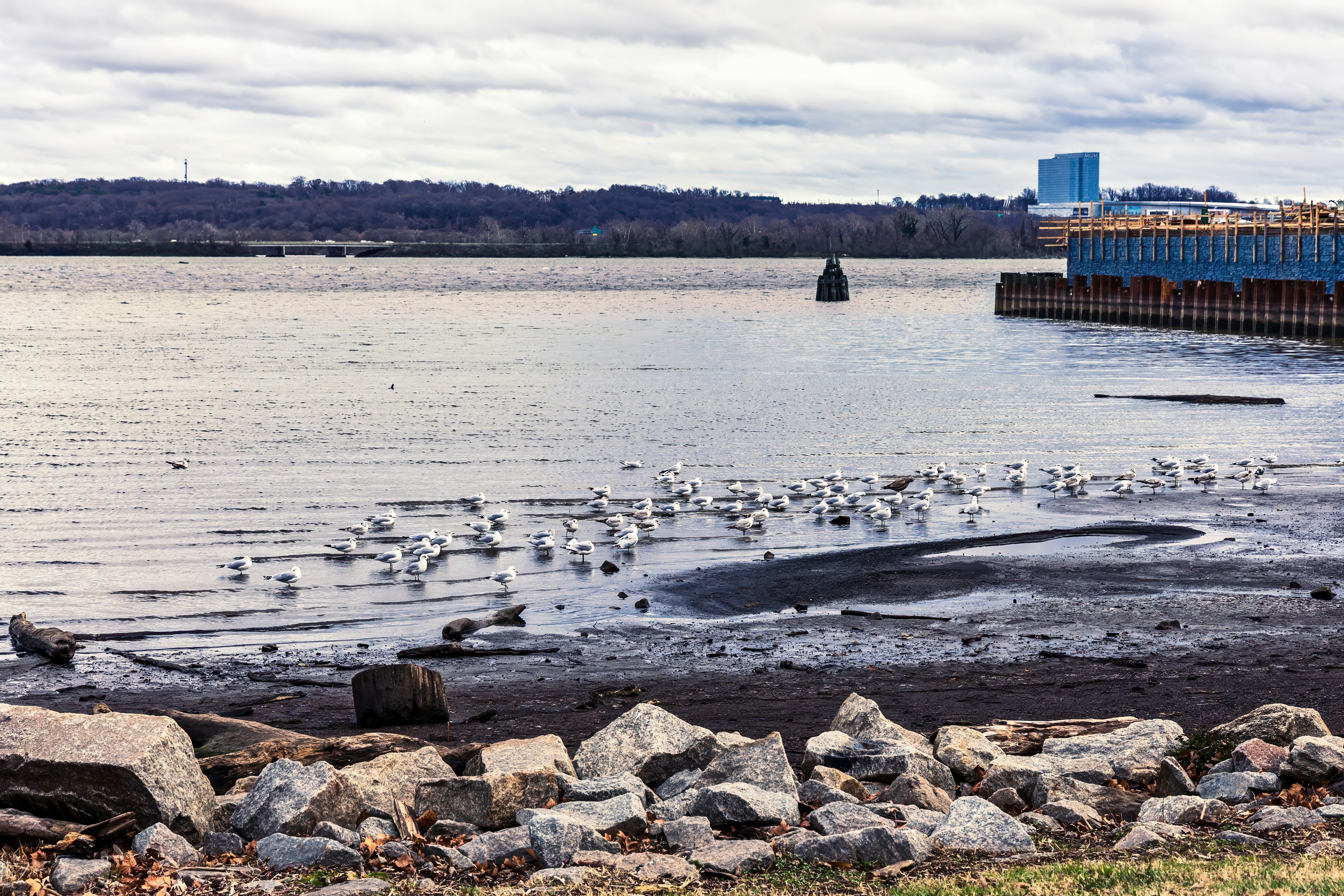 Line of Seagulls on the Shoreline under Overcast Sky