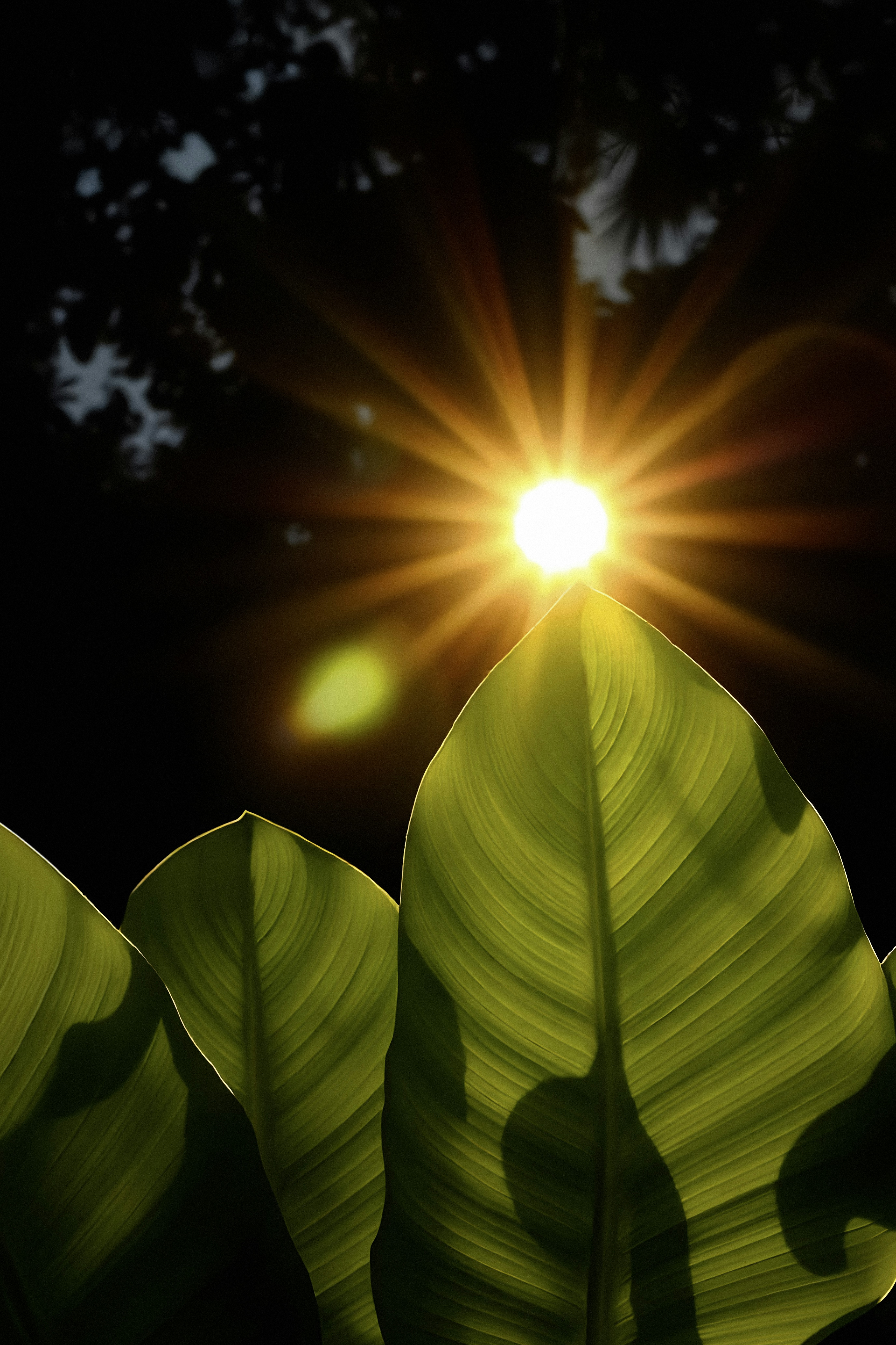 The sun shining through the leaves of a plant photo – Free Flare Image ...