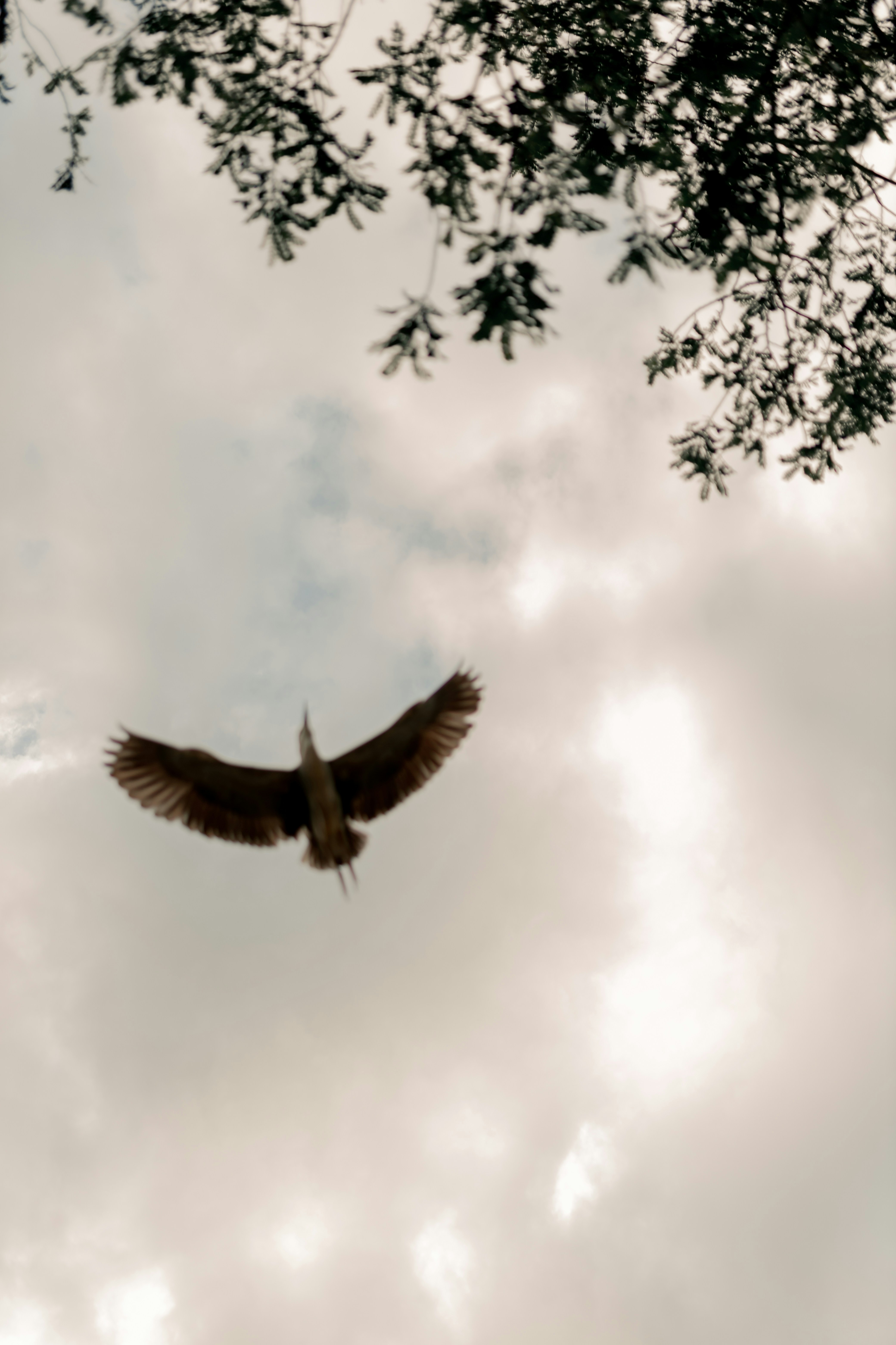 Wingbeat Under a Clouded Canopy