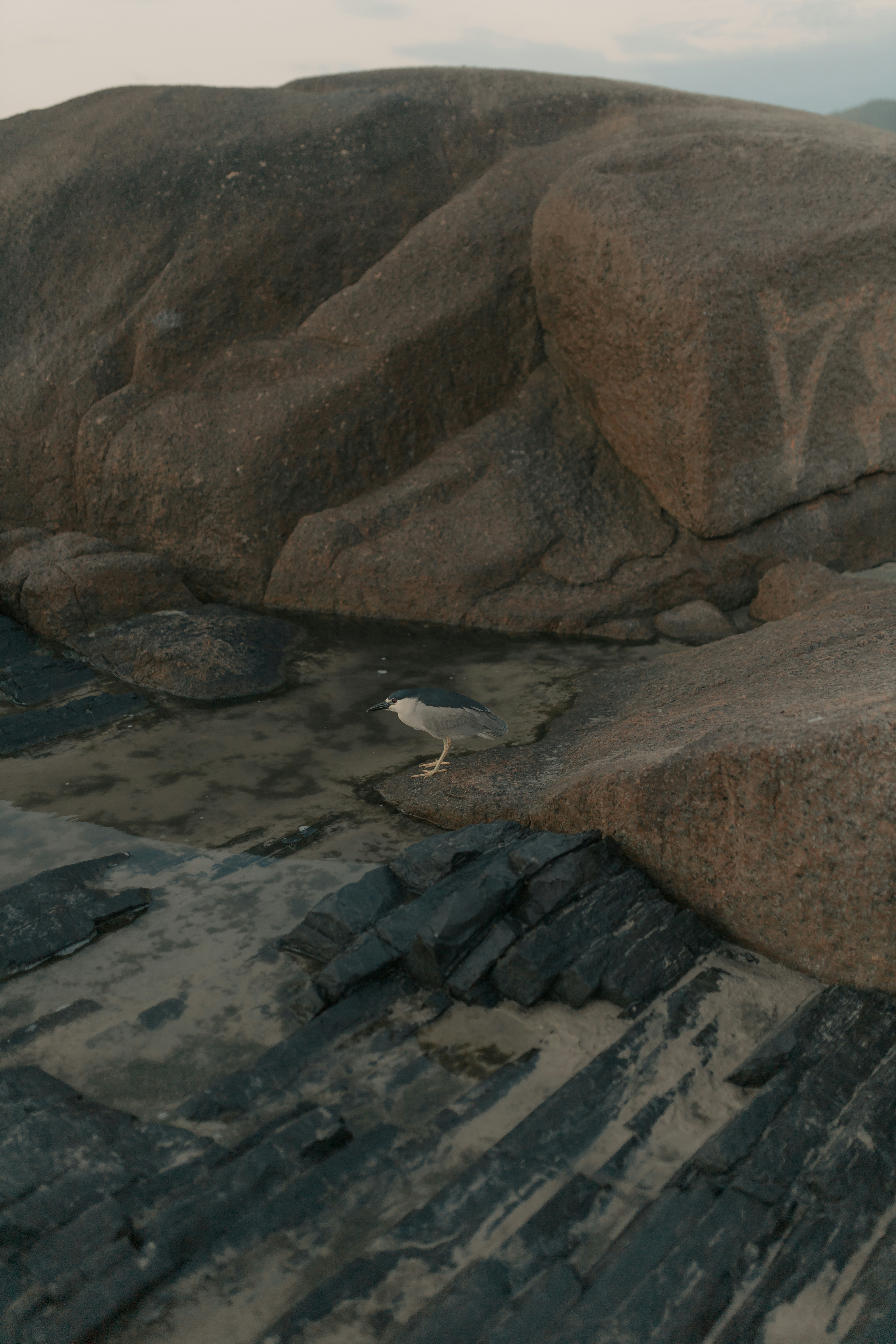 Heron on Granite Edge: Quiet Tide Among Weathered Rocks