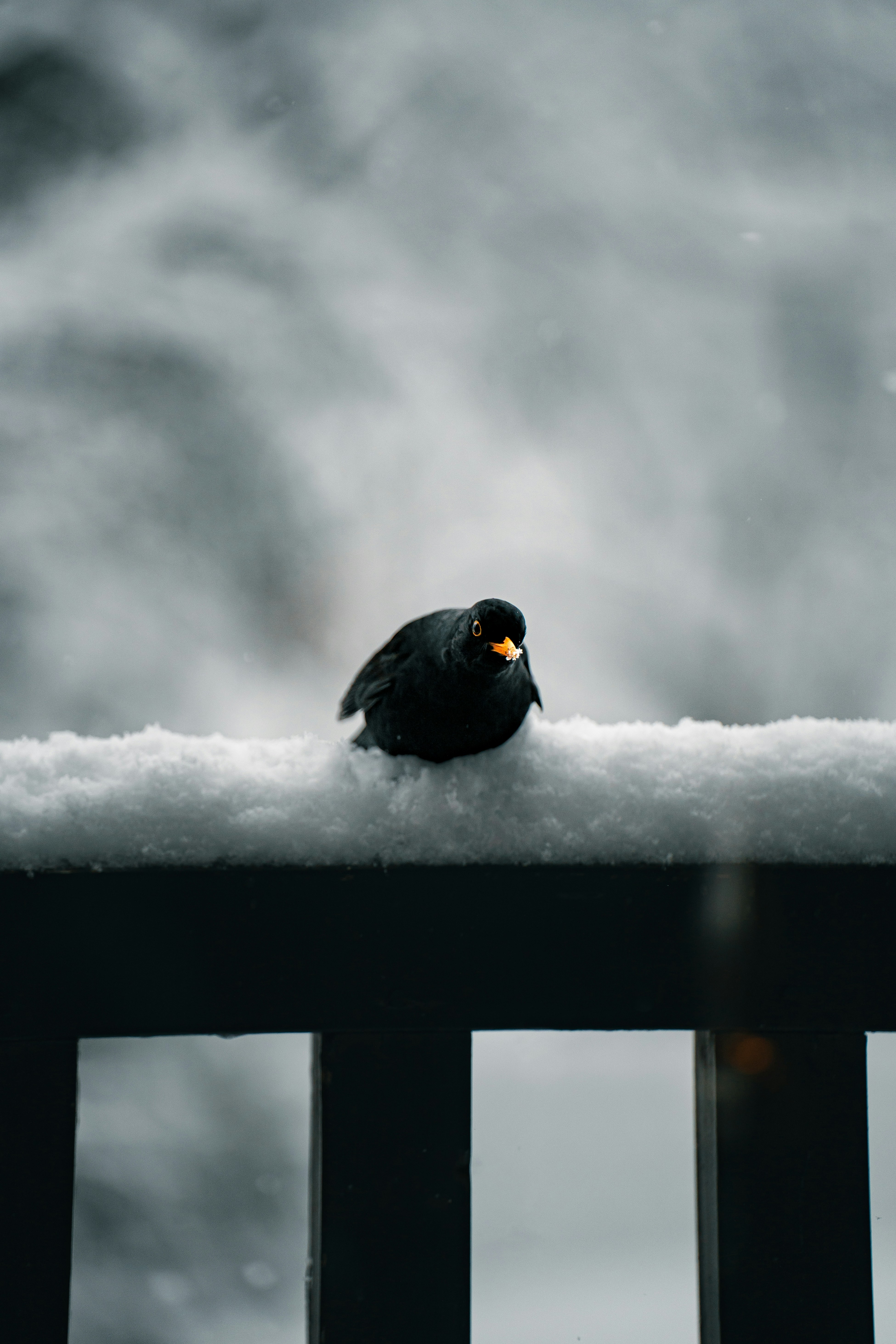 Midwinter Vigil: A Blackbird Perched Along Snow-Capped Rail