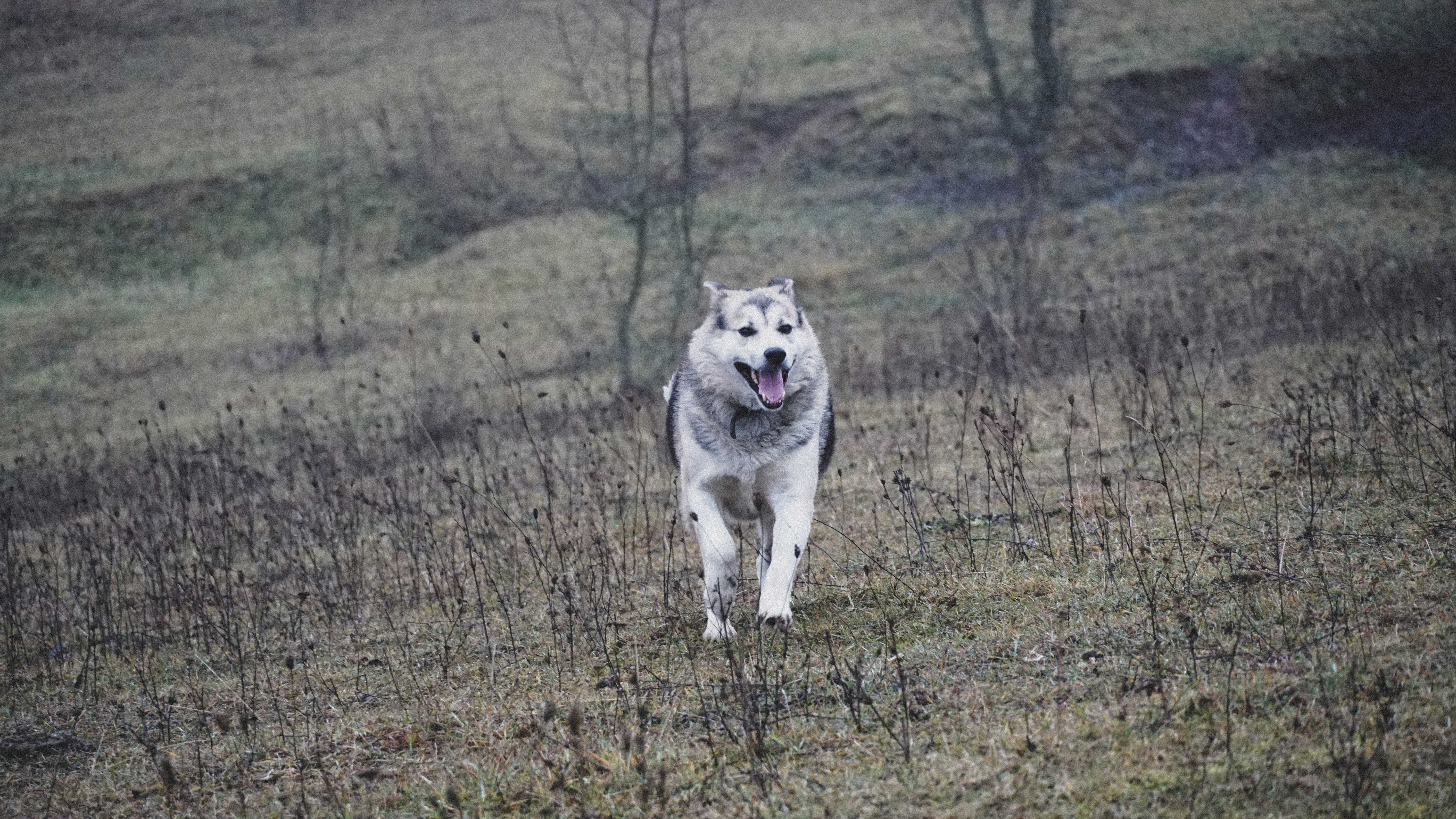 A dog running through a field with trees in the background photo – Free ...