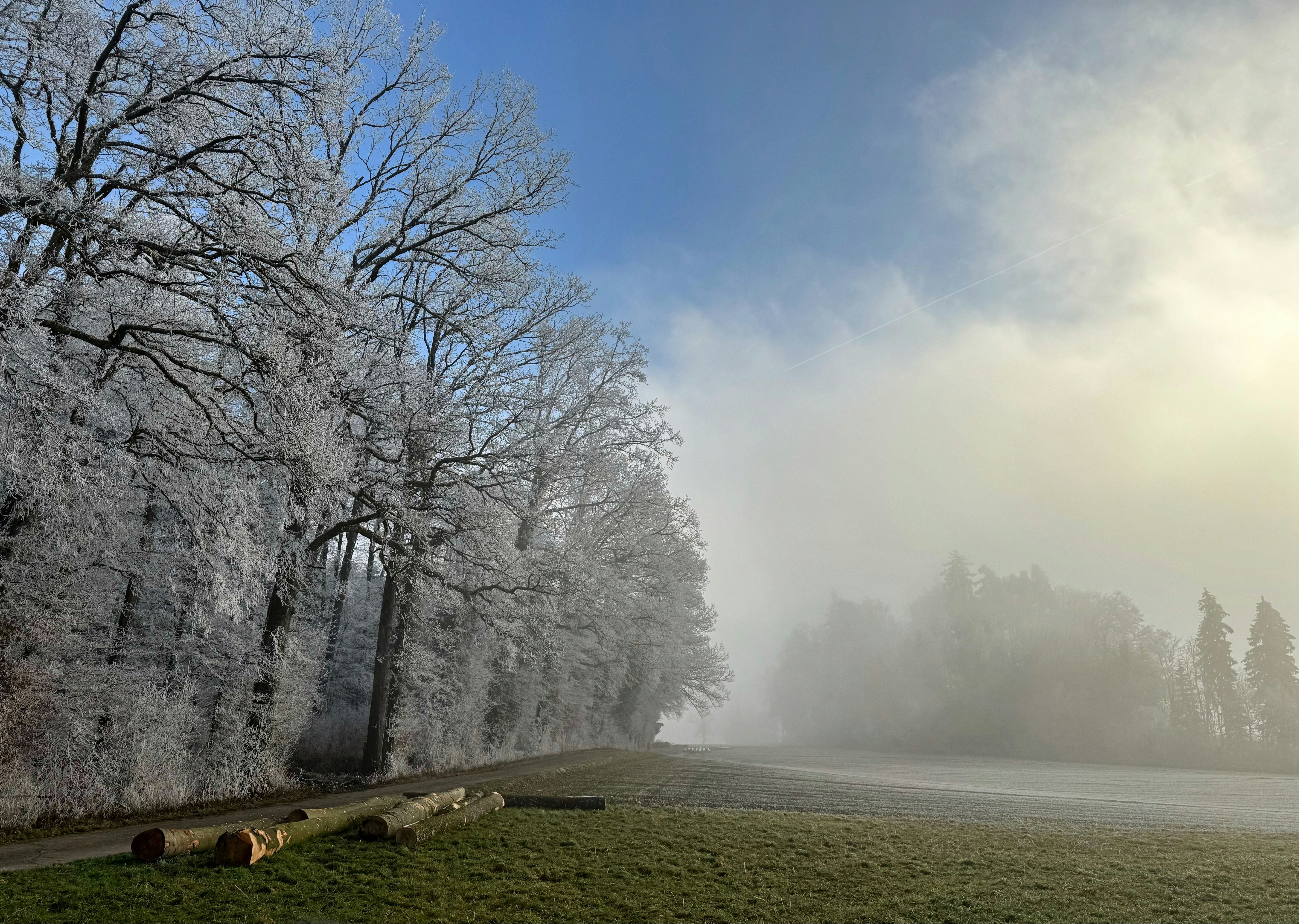 Frosted Dawn Along a Mist-Wrapped Orchard Edge