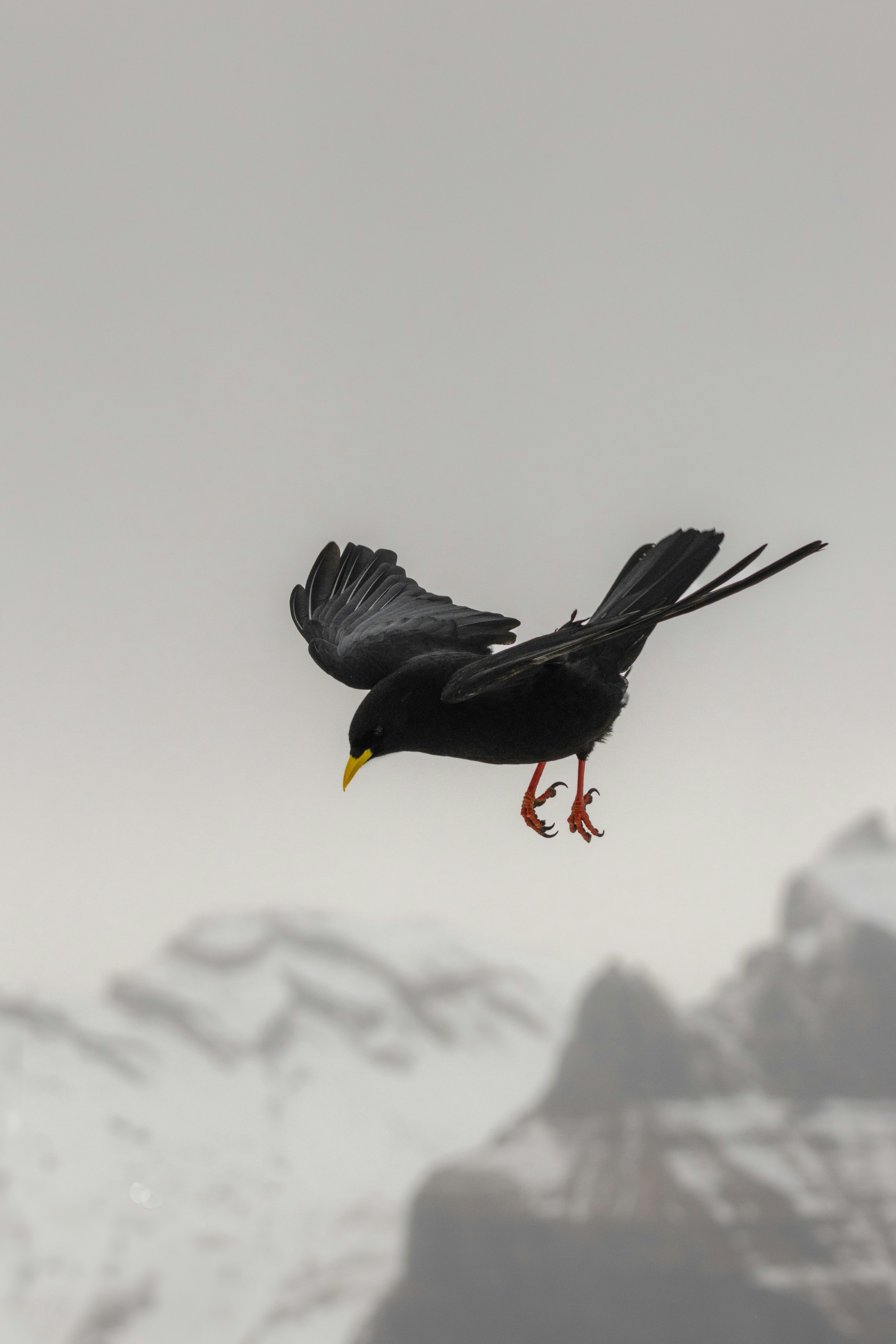 Alpine Chough gracefully gliding with snow-covered mountains as a backdrop, highlighting its black plumage, yellow beak, and red legs.