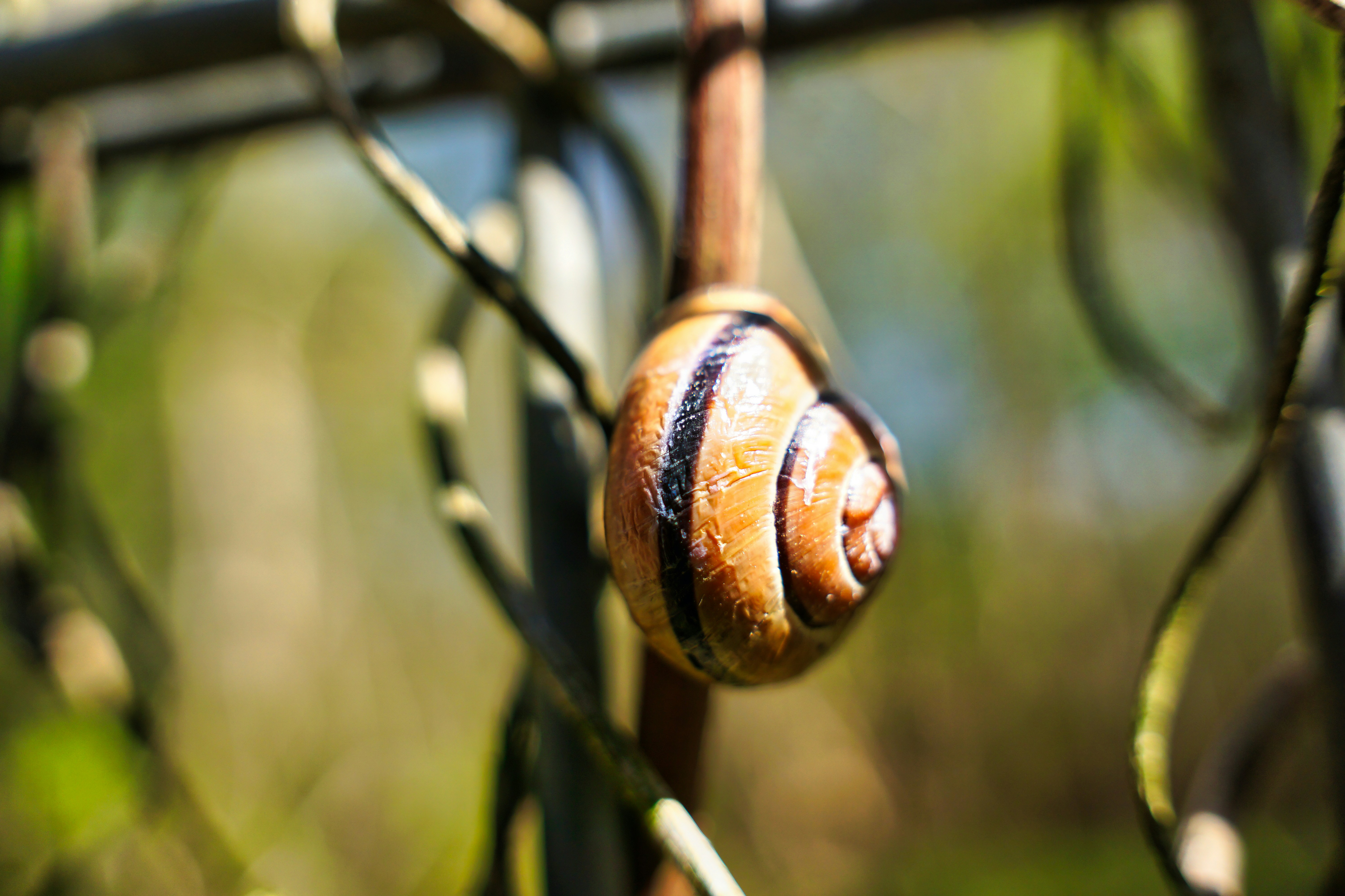 Spiral Cling: Macro Snail on a Weathered Twig