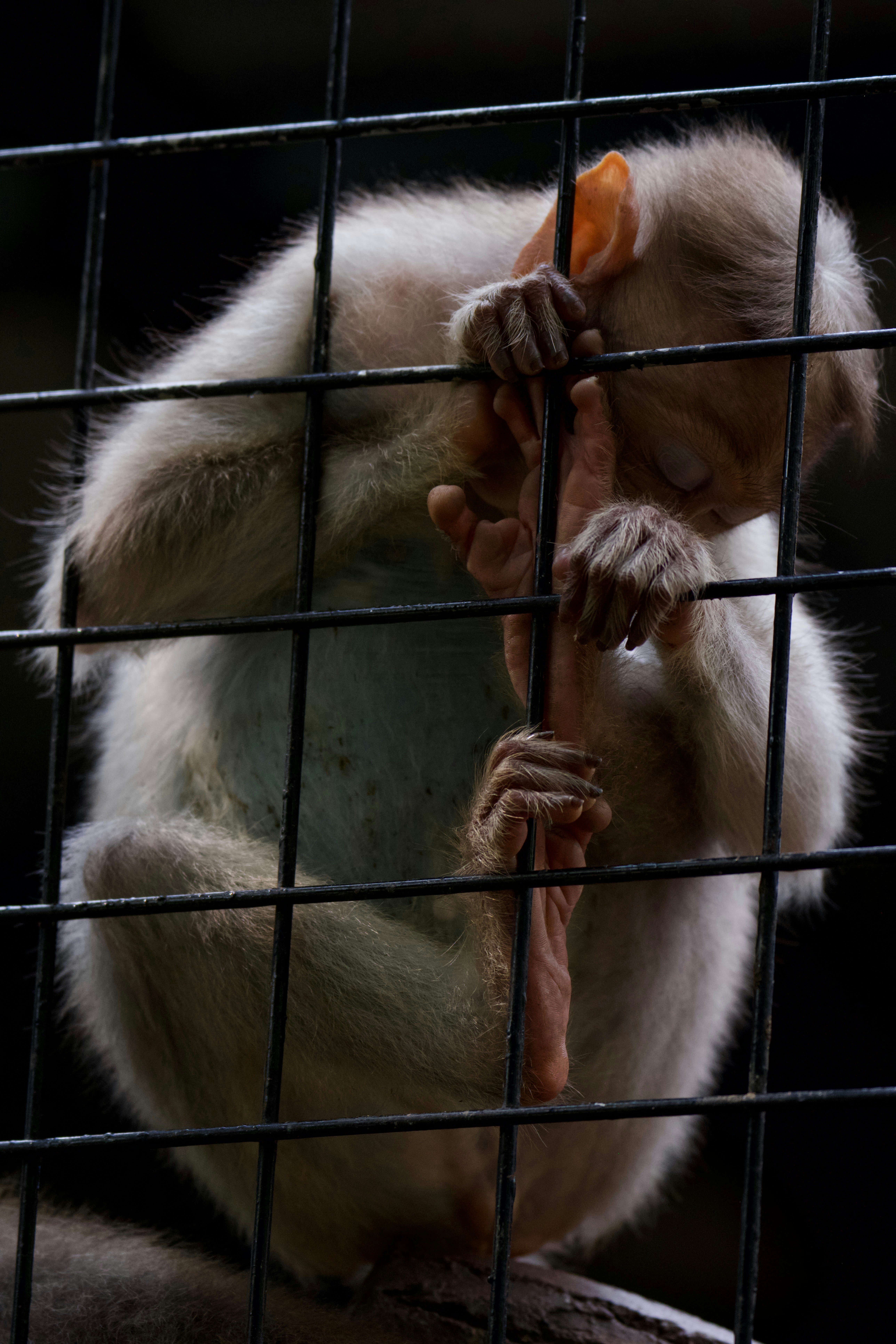 Captivity Pictures | Download Free Images on Unsplash