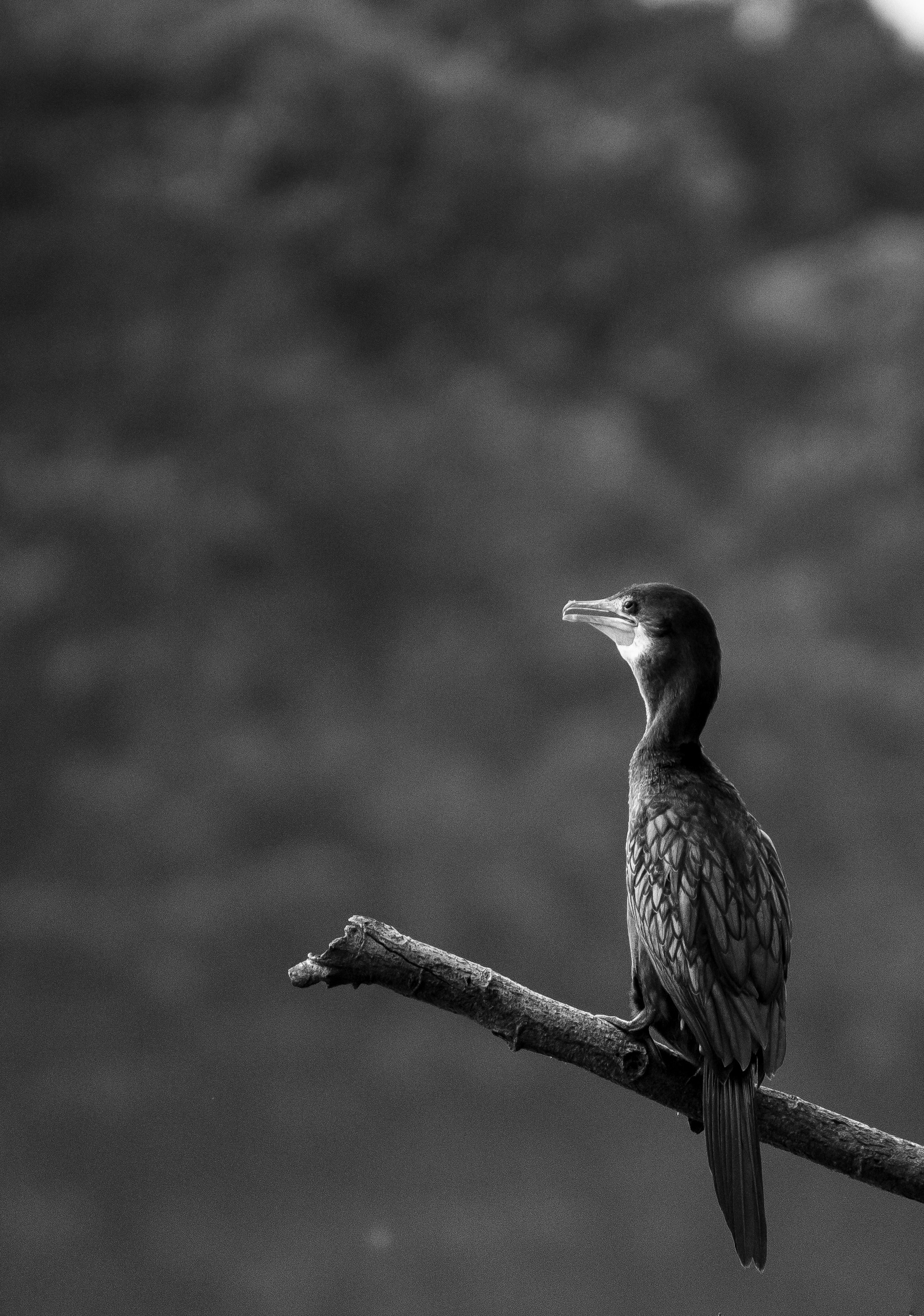 Cormorant on a Quiet Branch: A Monochrome Study