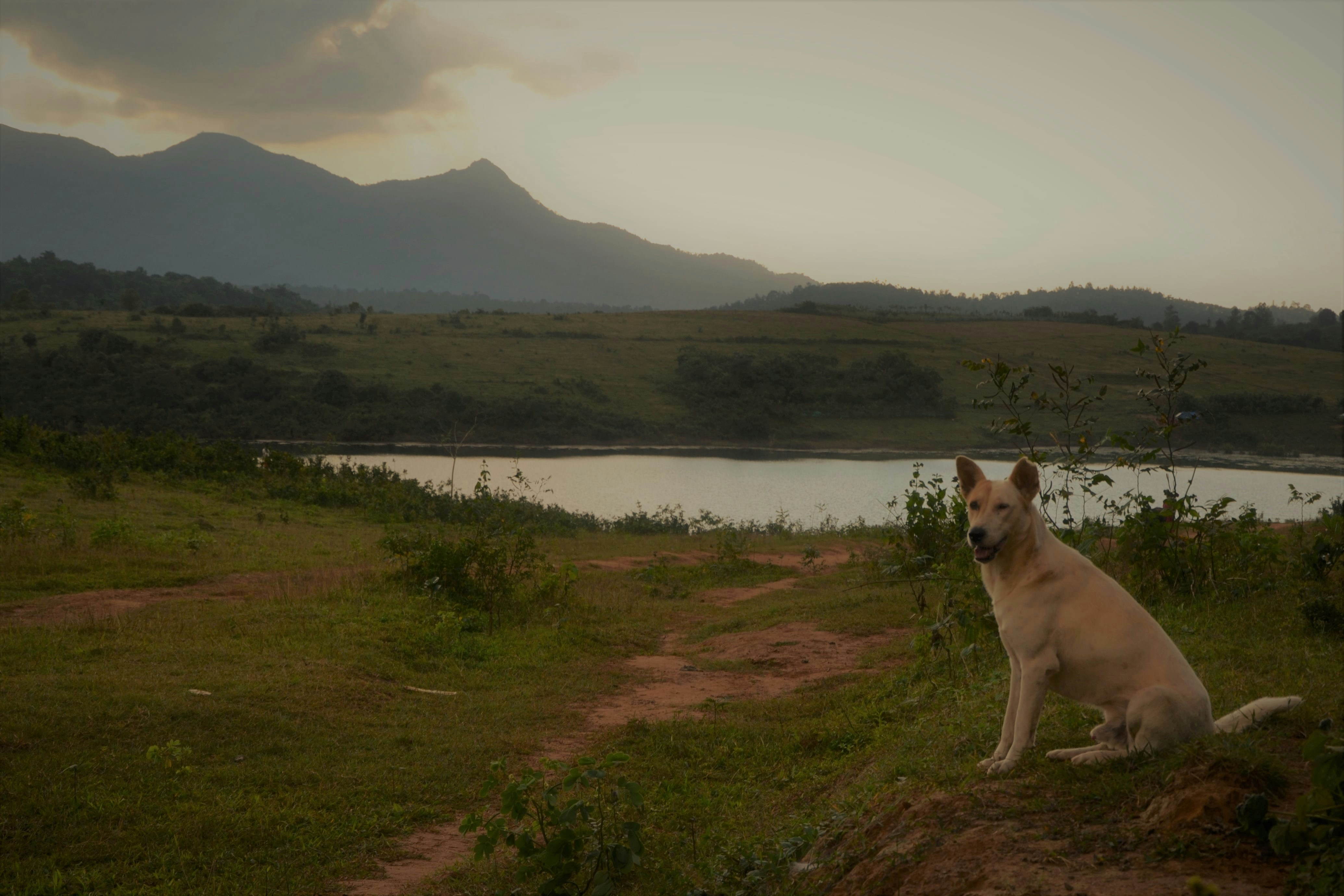 Dusk by the Riverbank: A Light-Toned Dog Guarding the Quiet Shore