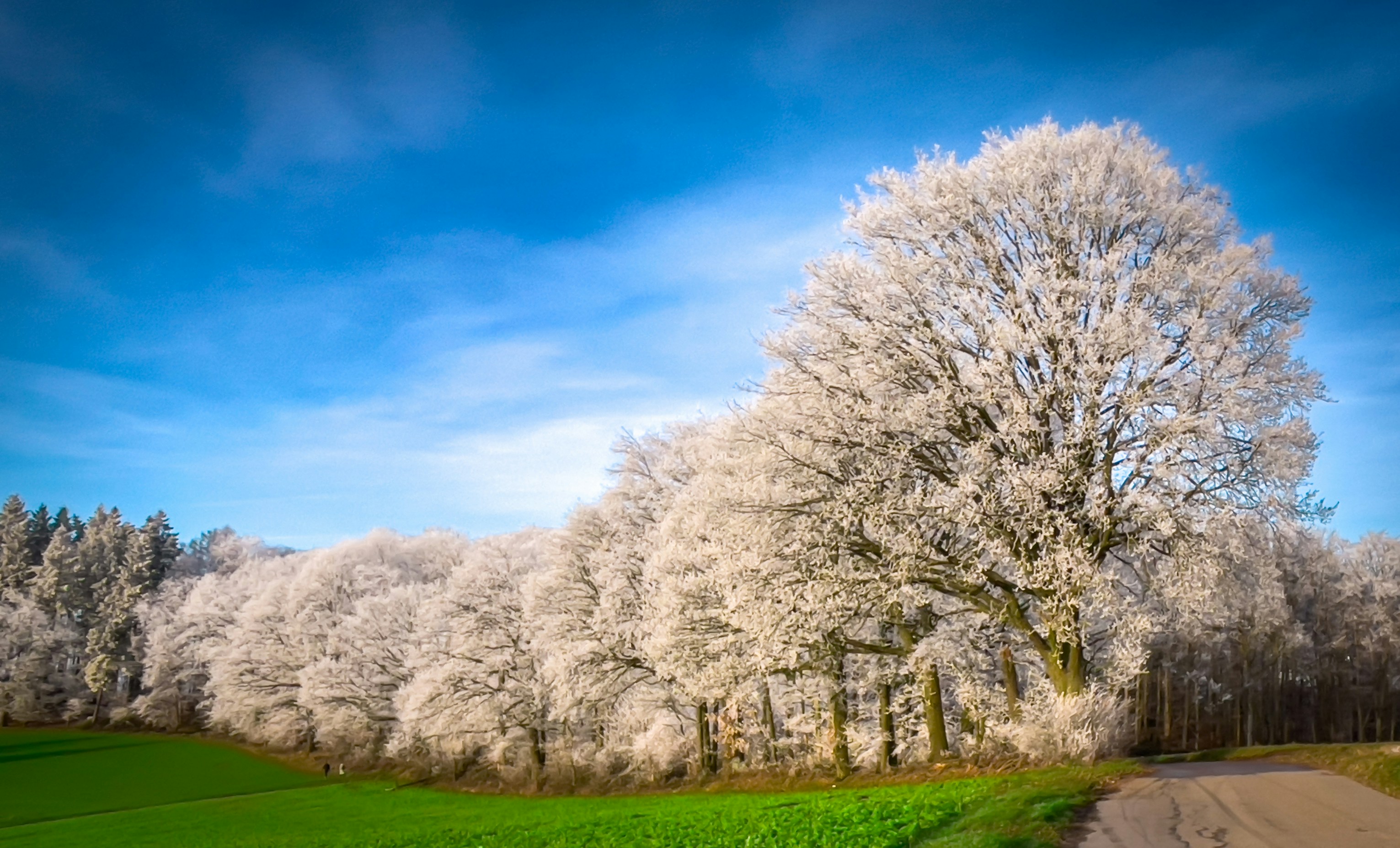 Frost-Kissed Trees Line a Sunlit Country Lane
