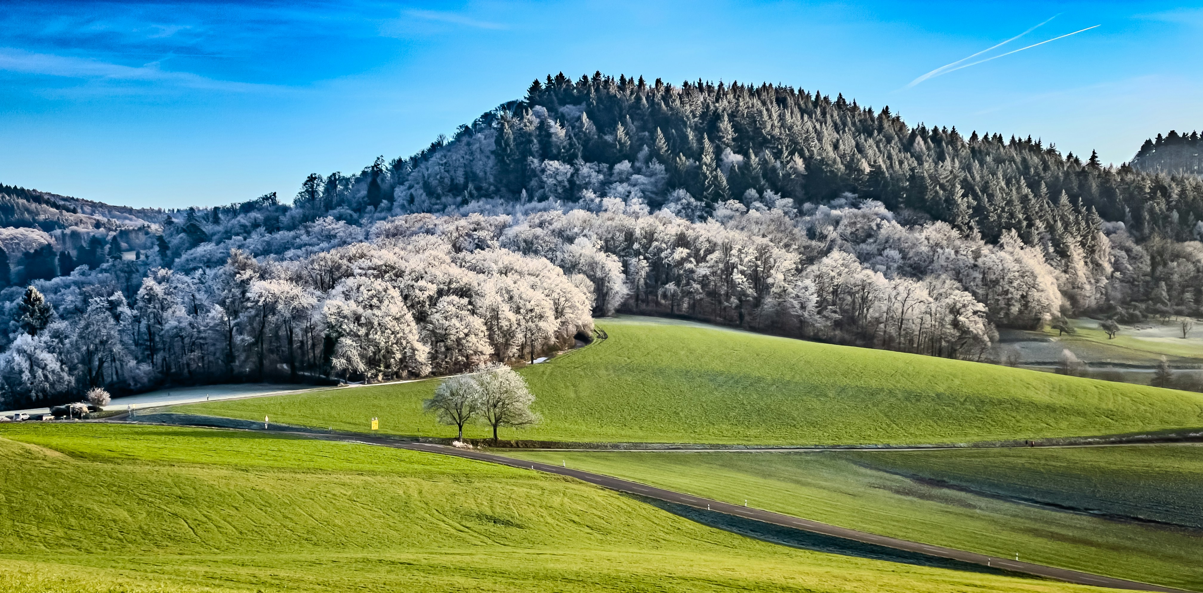 Snow-Kissed Trees Trace a Verdant Ridge Under a Clear Blue Sky