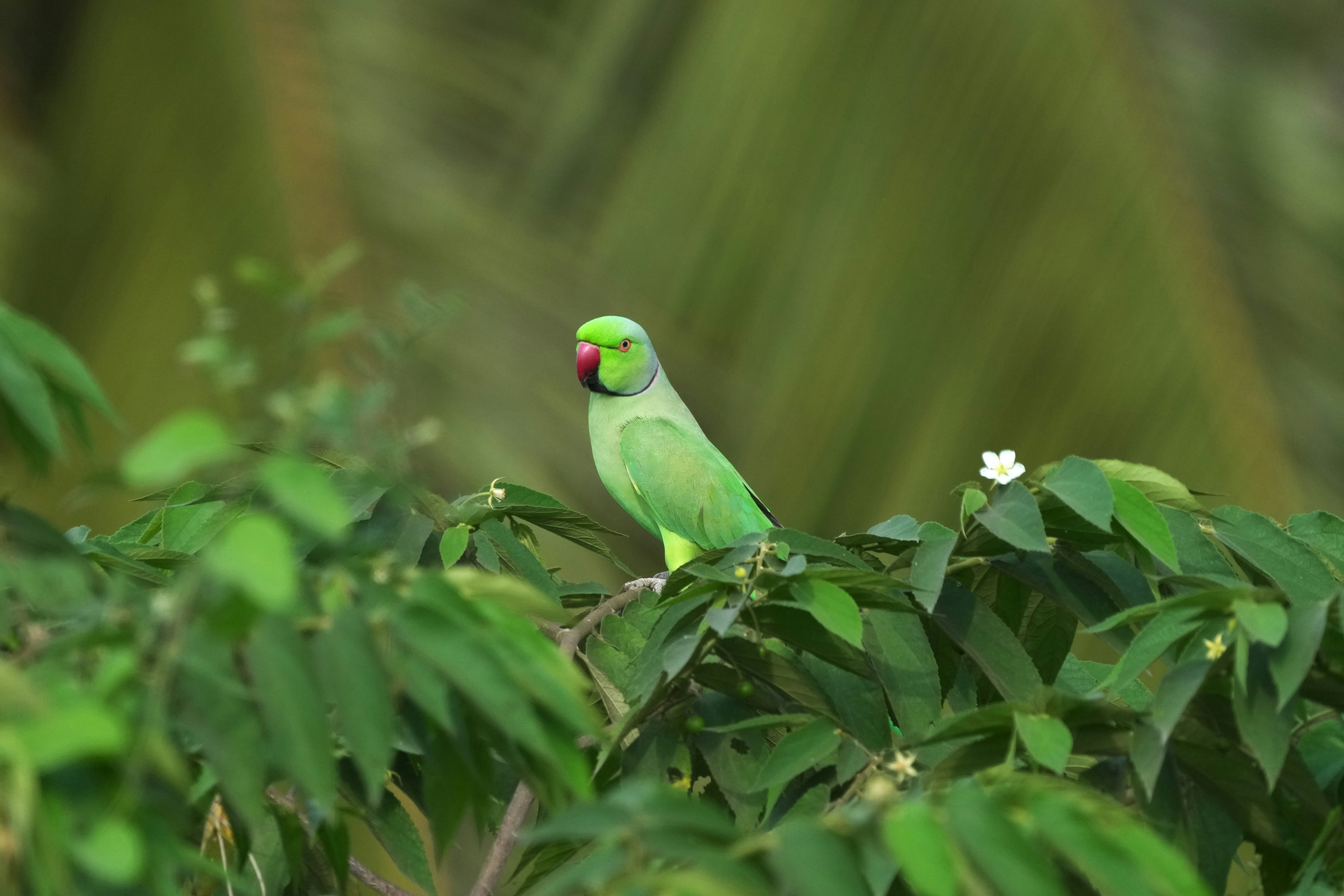 Emerald Parrot on a Velvet Green Canopy