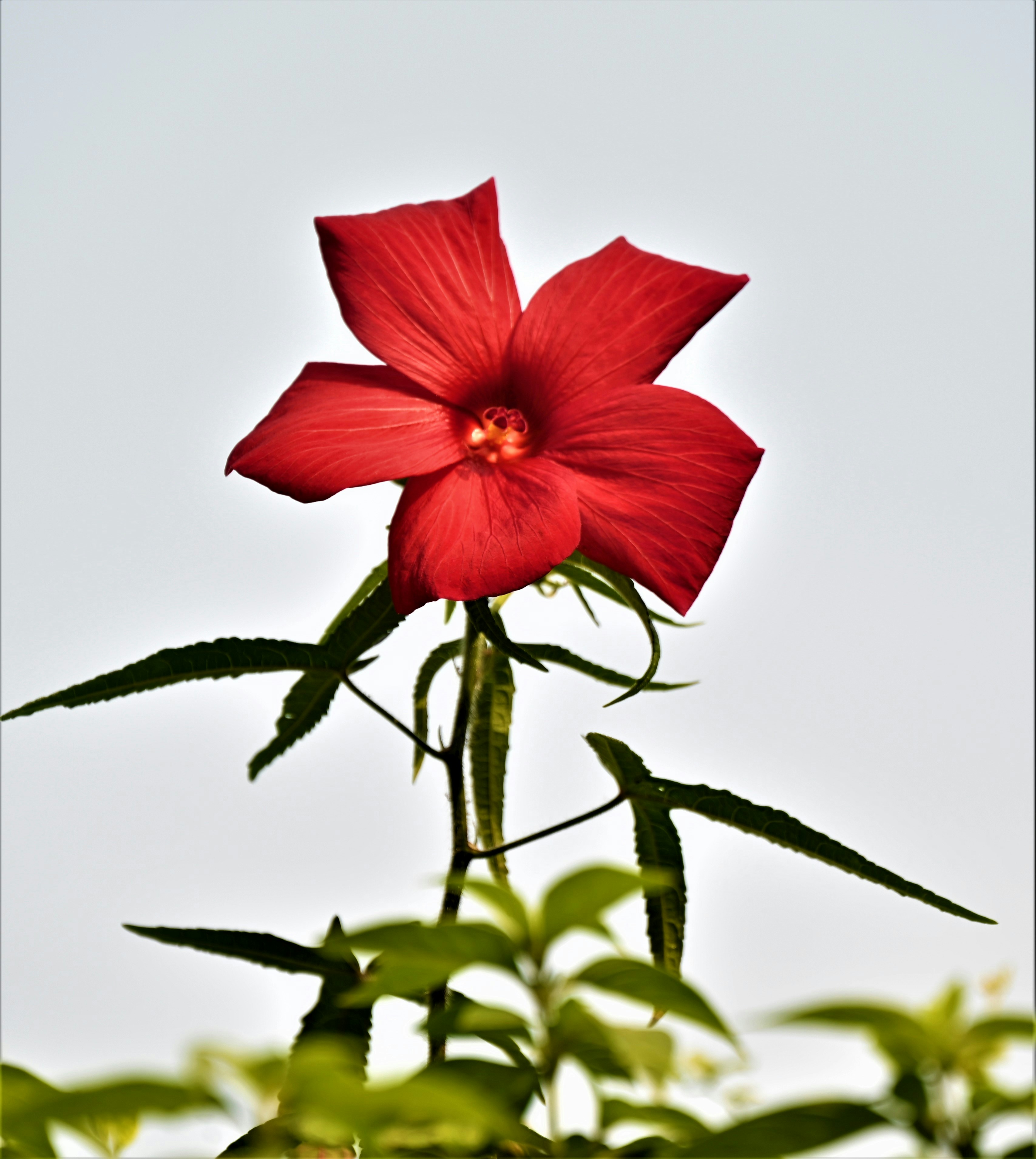 Crimson Bloom Reaching Toward the Sky