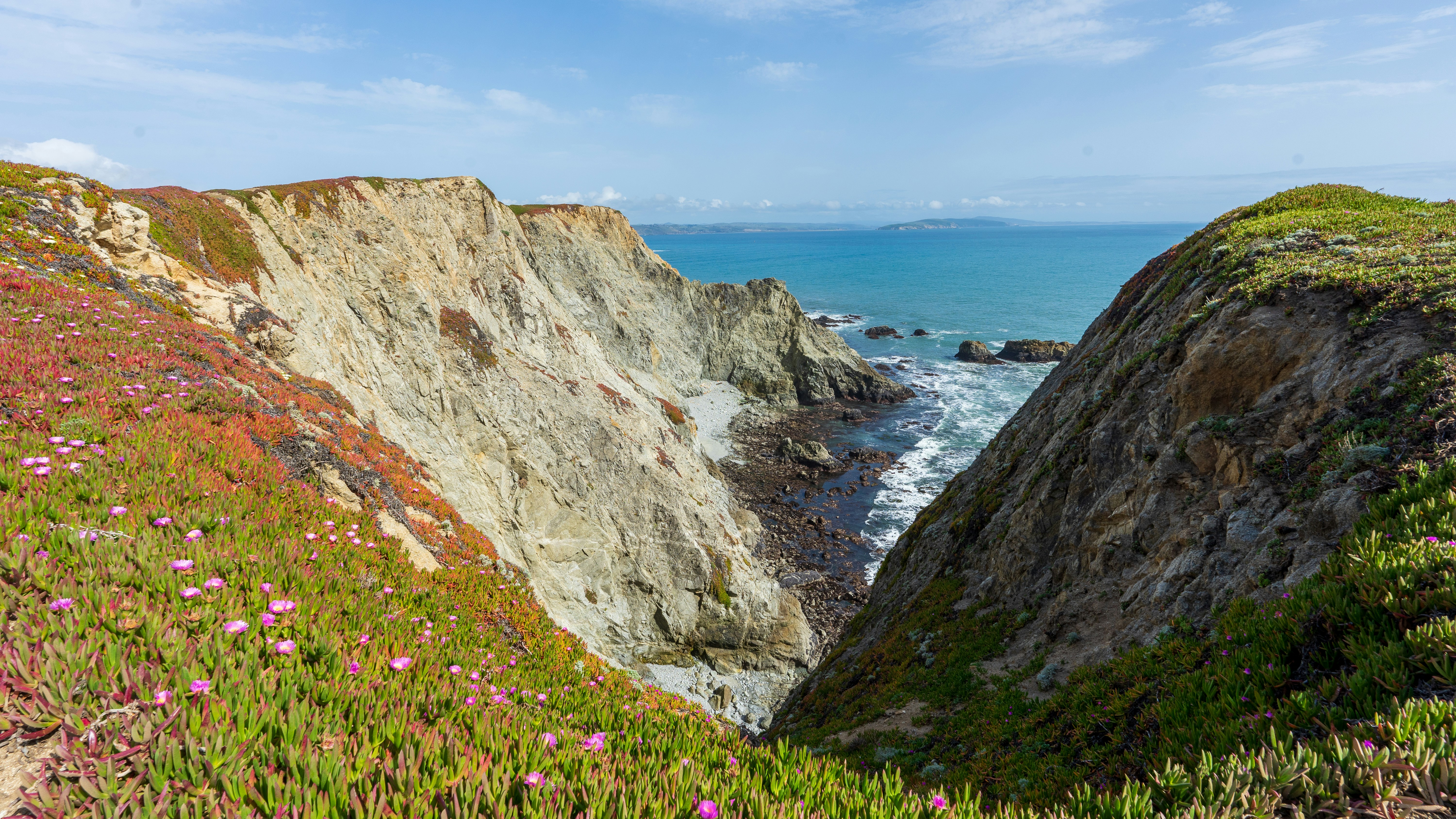 Cliffside Wildflowers with Ocean Reach