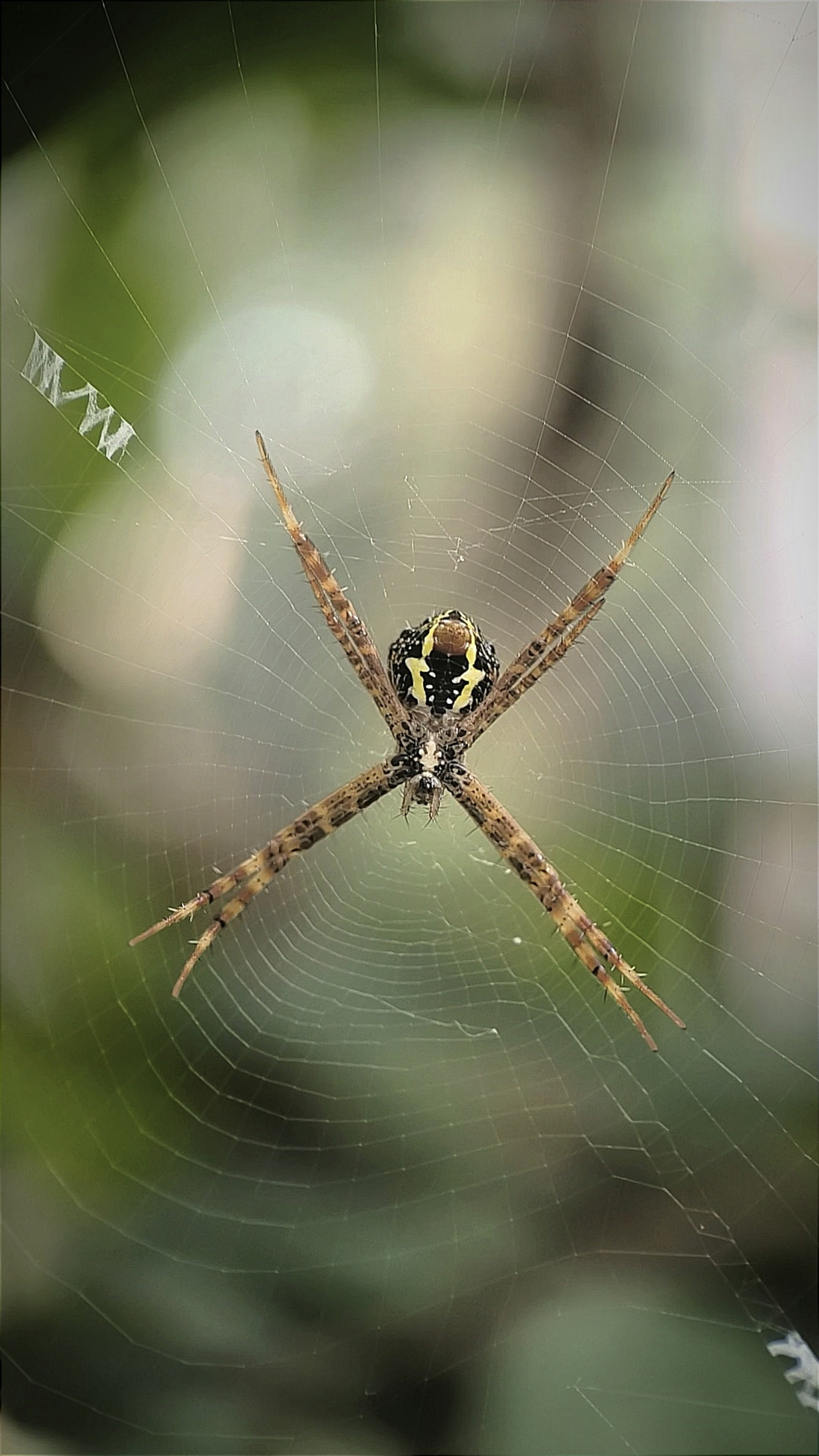 A close up of a spider on a web photo – Free Botanical garden rupnagar ...