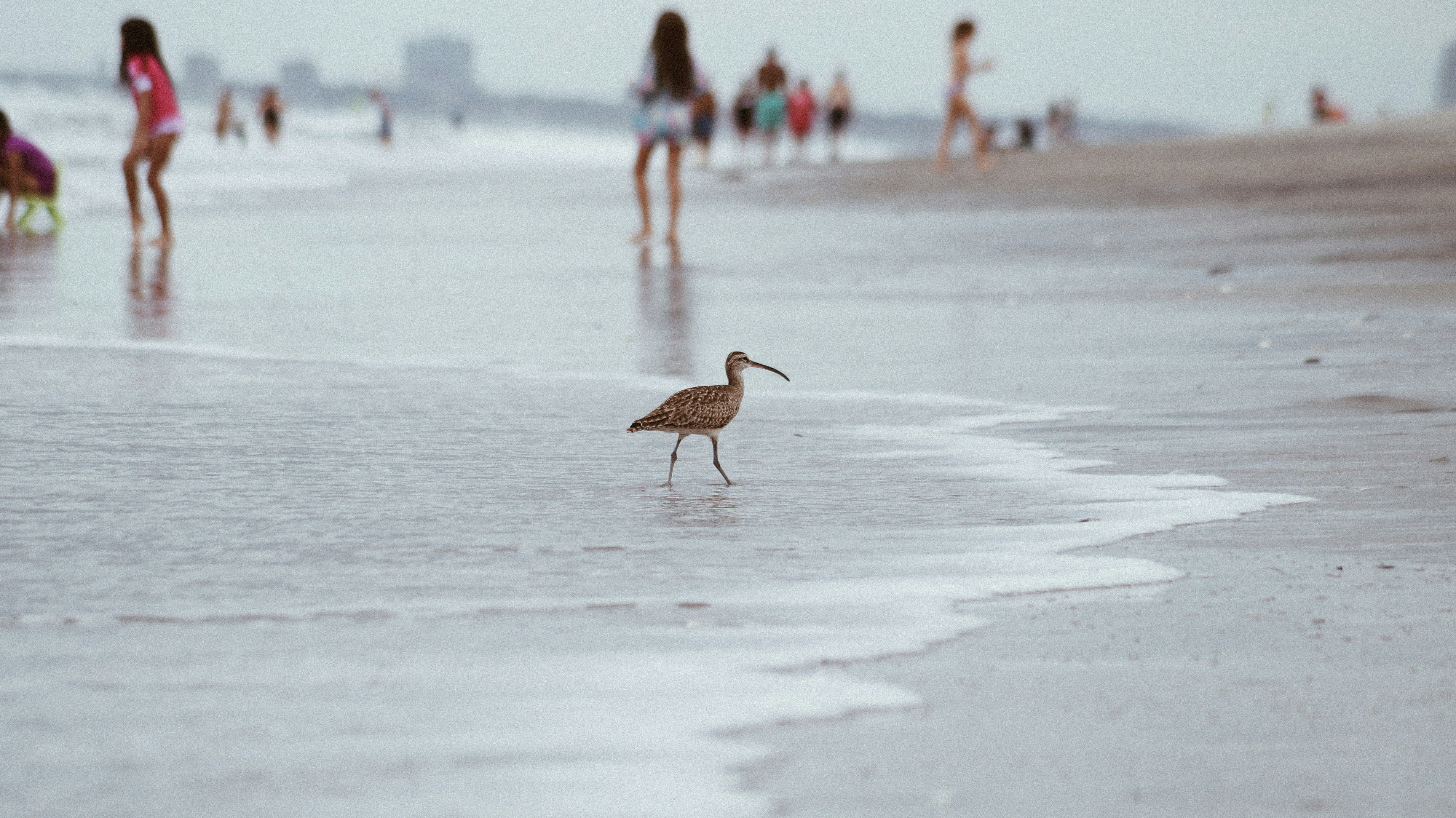 Sandpiper at the Edge of Crowd: A Quiet Moment on the Wet Shore