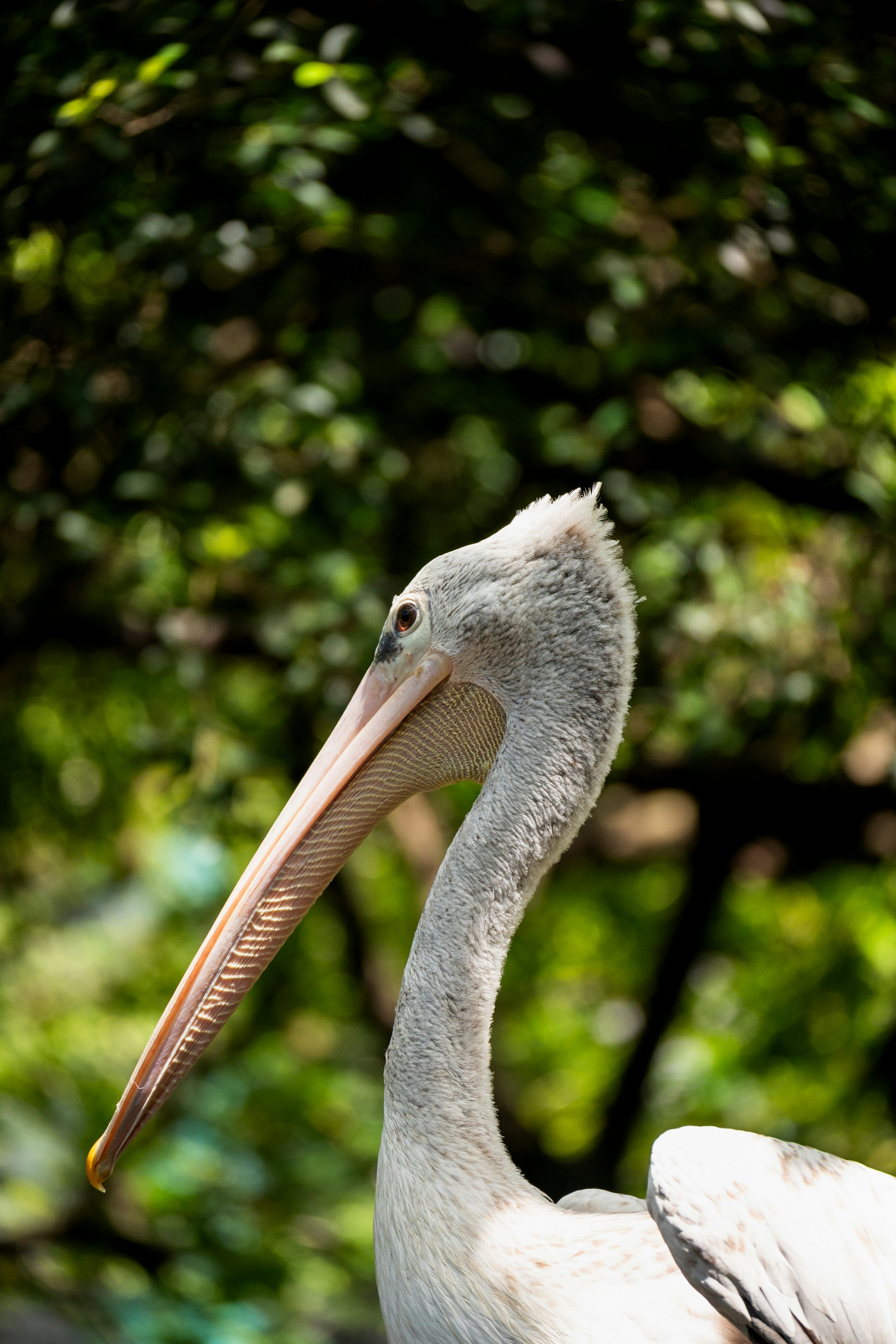 Luminous Curves: A Pelican Portrait in Dappled Light