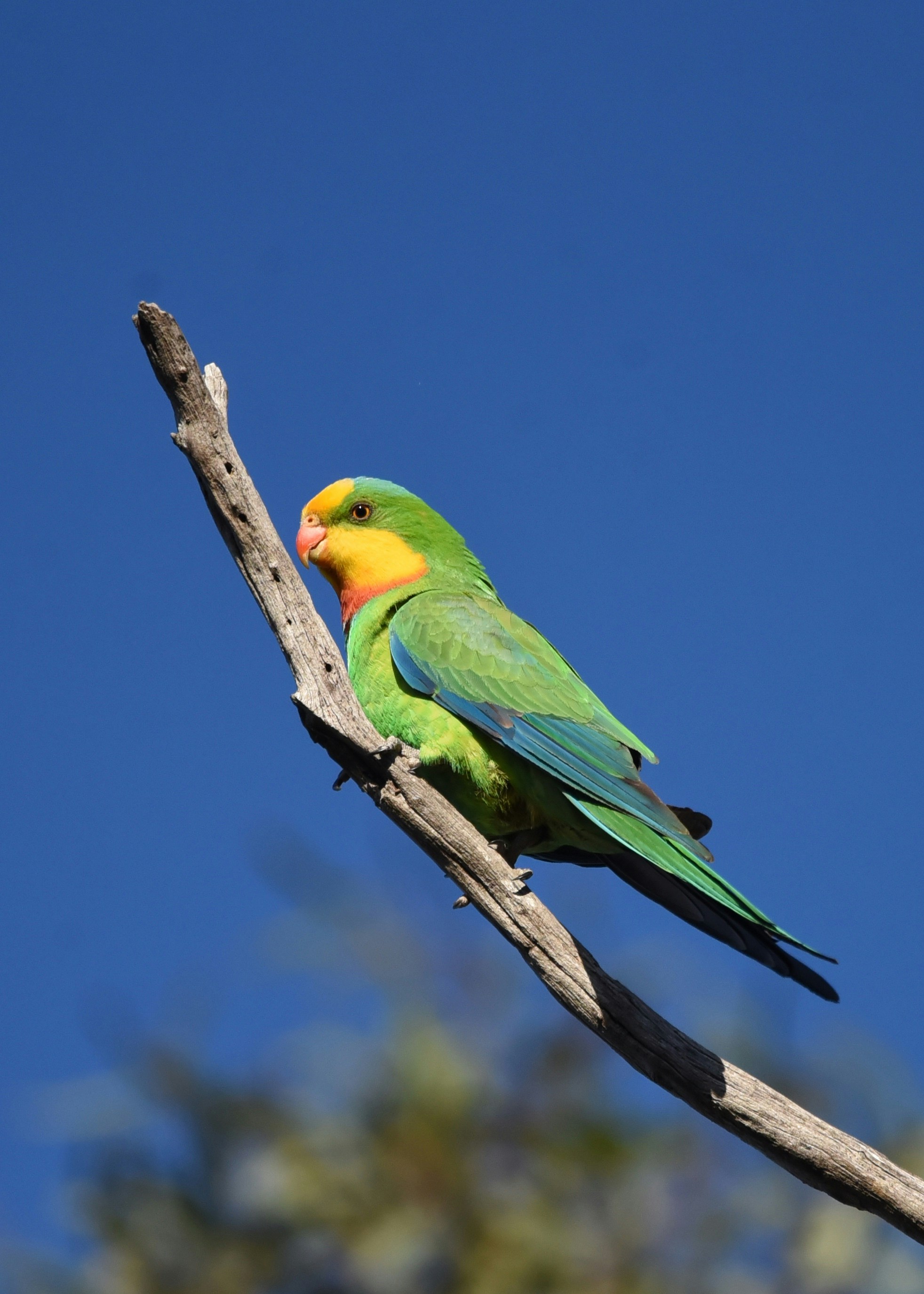 Verdant Lorikeet on a Weathered Branch Under a Cerulean Sky