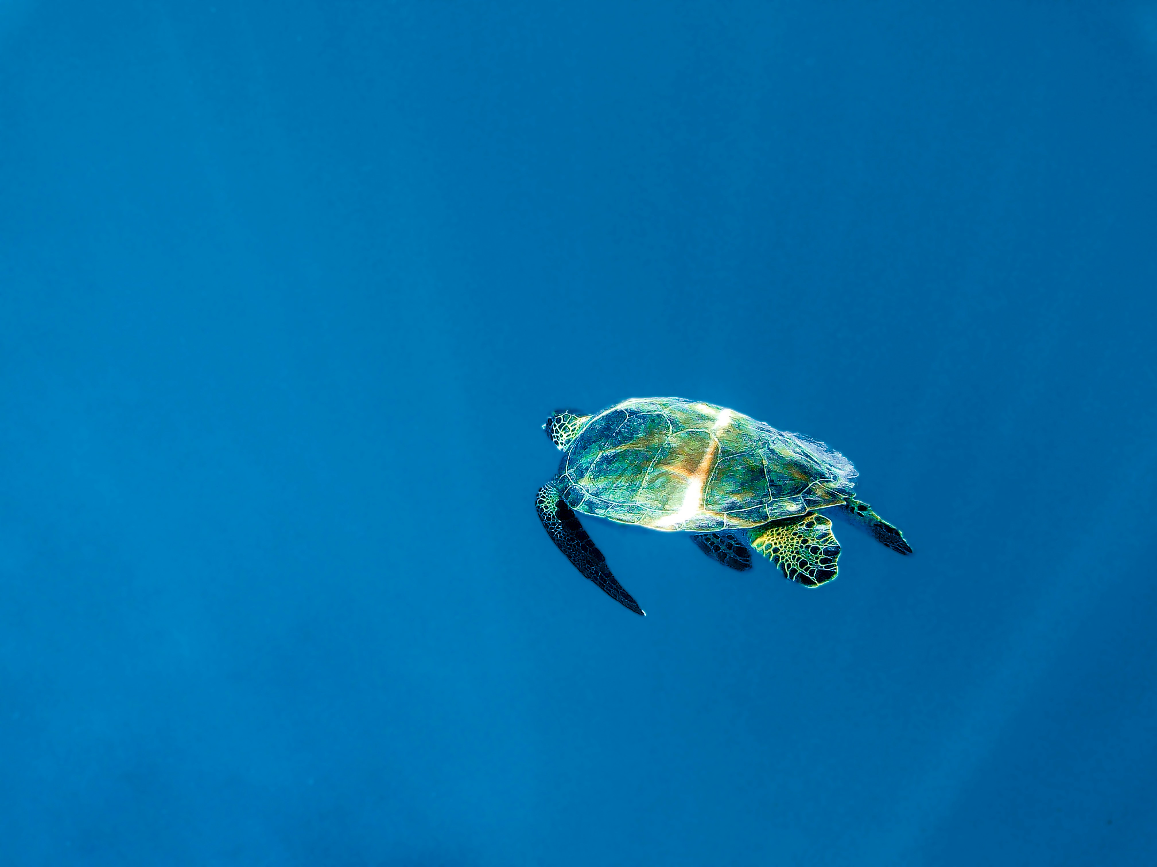 A green turtle swimming in the blue water photo – Free Ölüdeniz Image ...